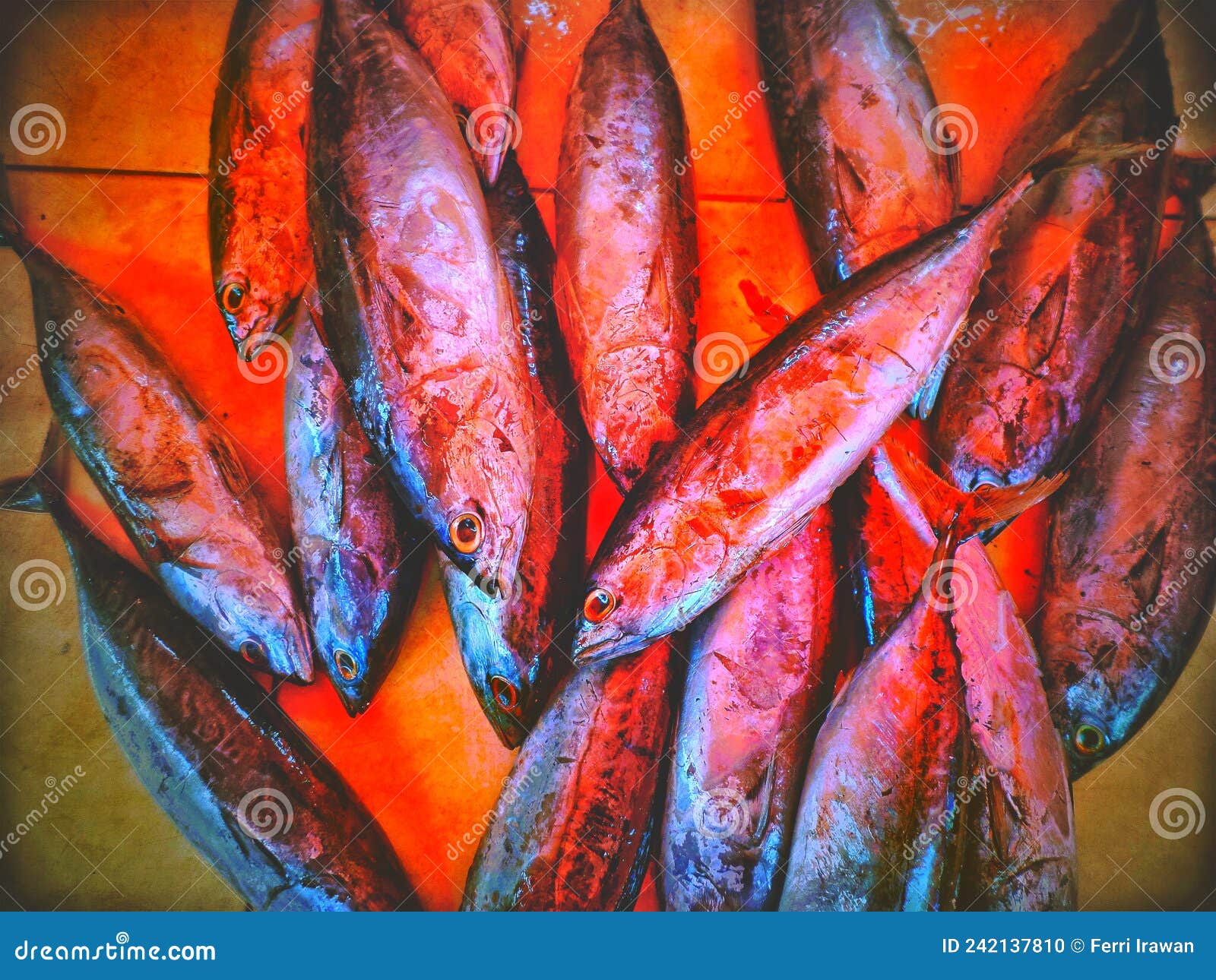 MACKAREL TUNA stock photo. Image of forsale, indonesia - 242137810