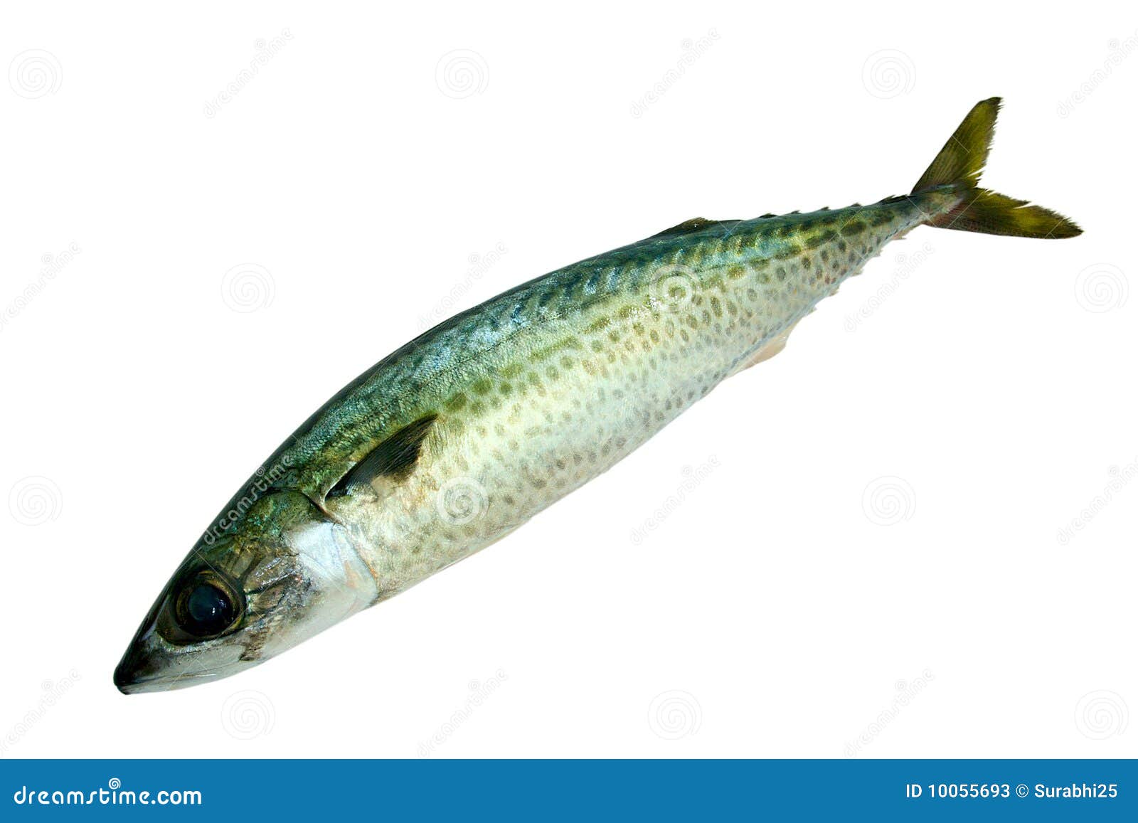 Mackerel stock image. Image of fishing, mackerel, food - 10055693
