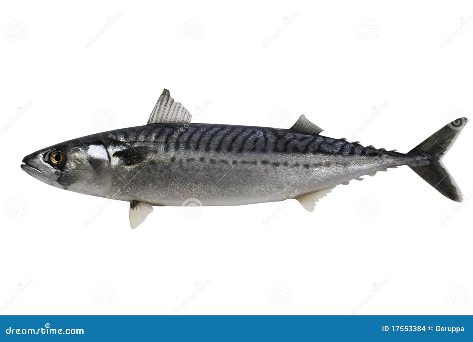 Mackerel stock photo. Image of healthy, saltwater, underwater - 17553384
