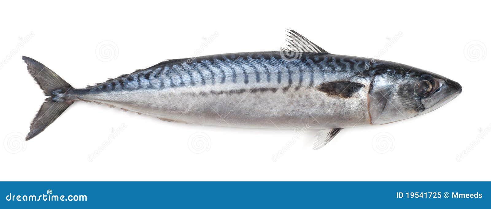 Mackerel stock image. Image of meat, wildlife, mouth - 19541725