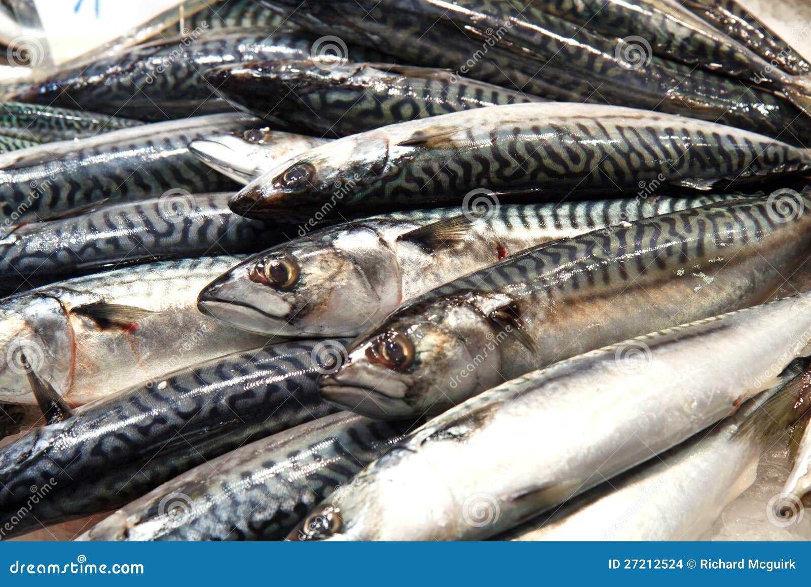 Mackerel stock photo. Image of appetizing, cold, fins - 27212524