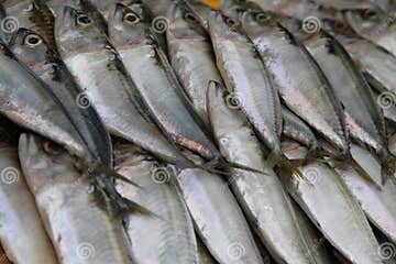 Mackerel Fish stock photo. Image of mabong, fish, tail - 18055688