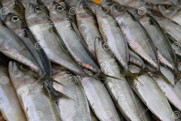Mackerel Fish stock photo. Image of mabong, fish, tail - 18055688