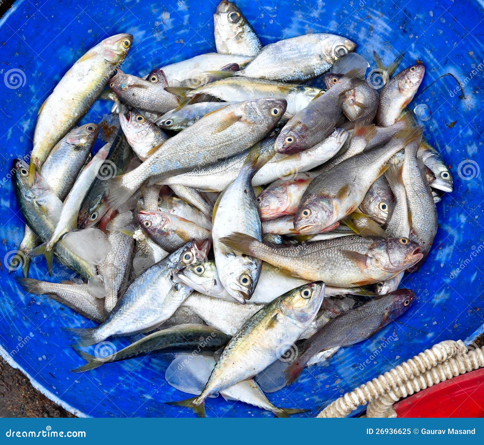 Mackerel fish stock image. Image of food, freshness, meal - 26936625