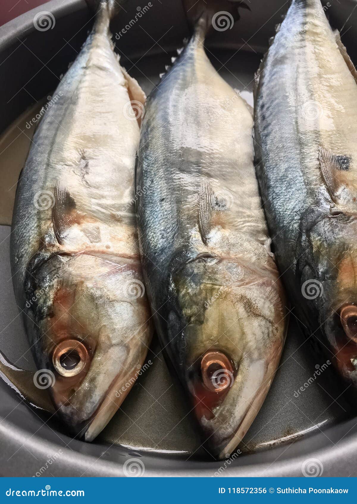 Mackerel fish on a dish stock photo. Image of kitchen - 118572356
