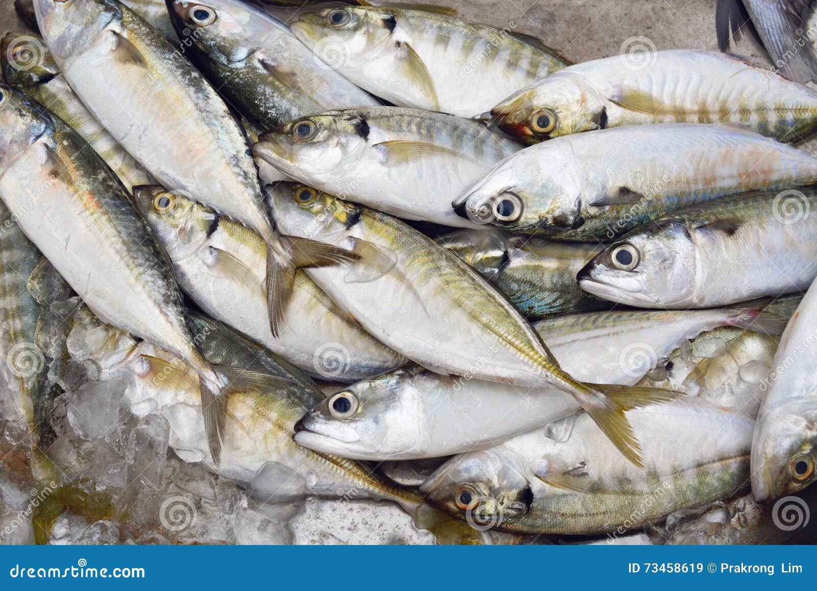 Mackerel fish stock image. Image of freshwater, kitchen - 73458619