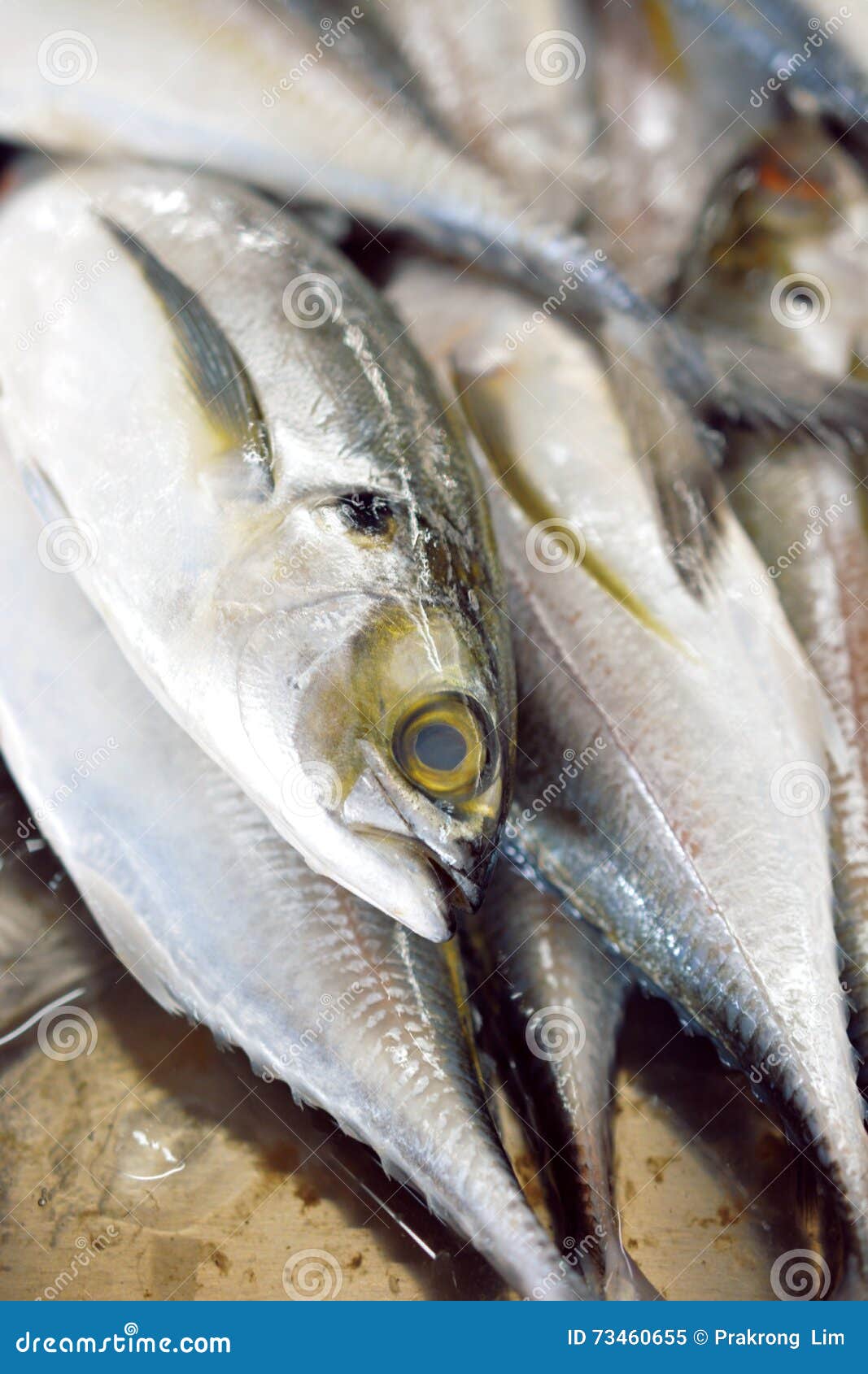 Mackerel fish stock image. Image of brachysoma, mollusk - 73460655
