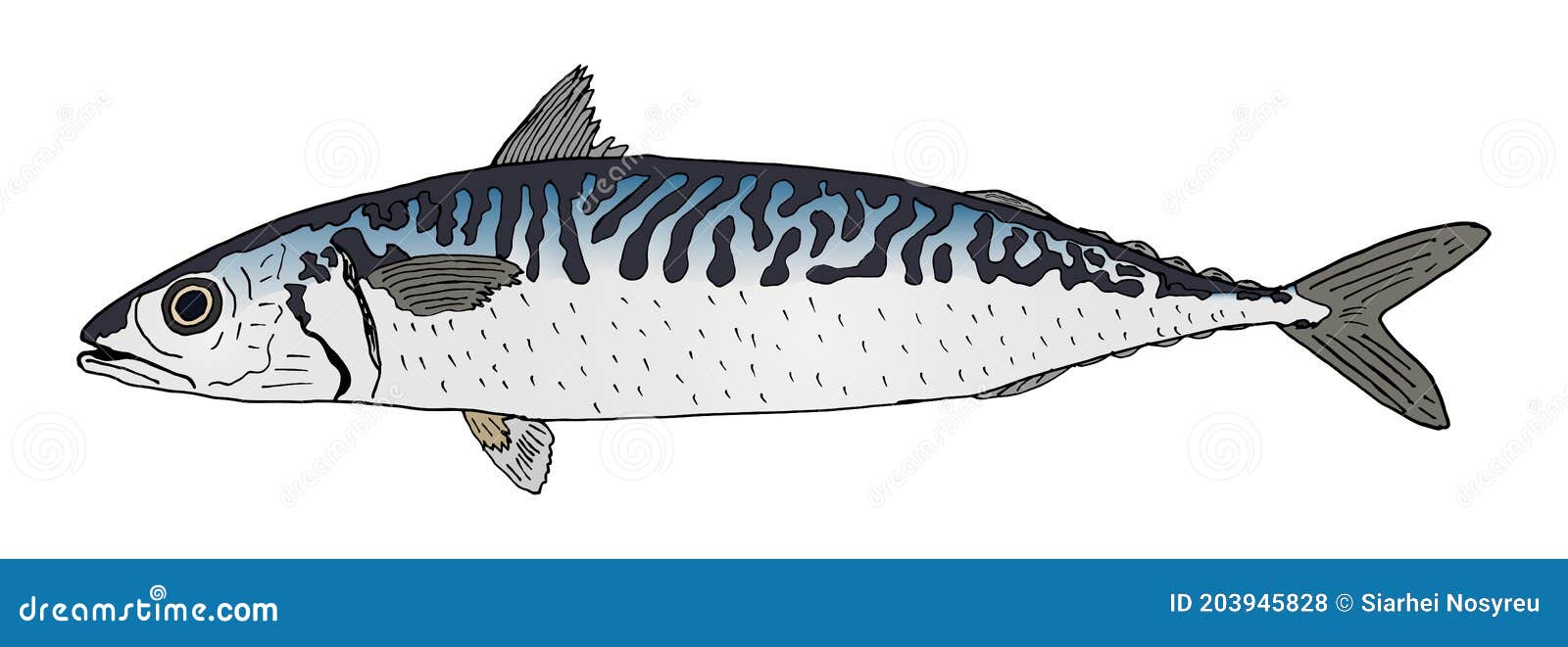 Mackerel Fish Hand Drawn, Isolated on White Background. Colorful ...