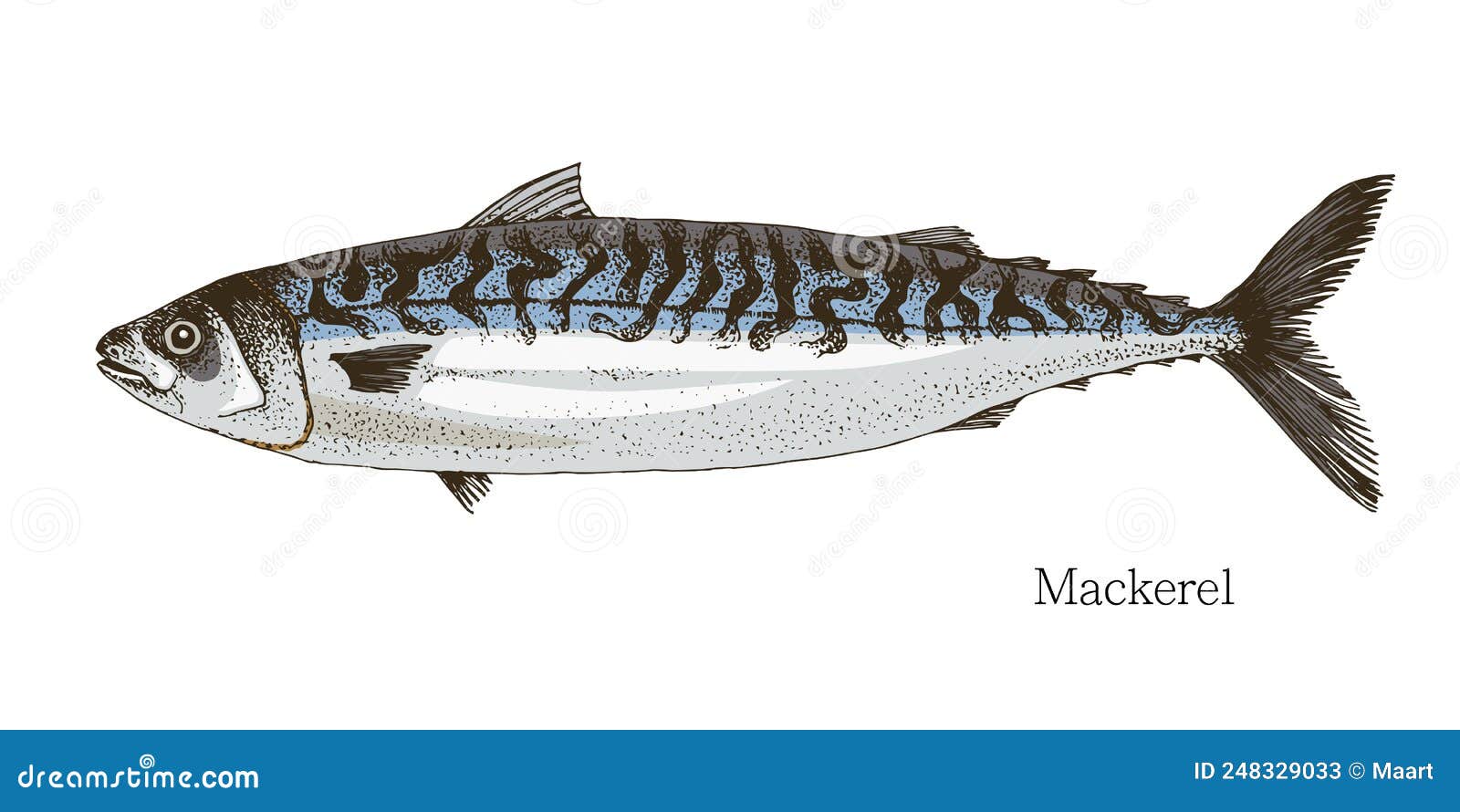 Single Mackerel In Flat Style Isolated On White Vector Illustration ...