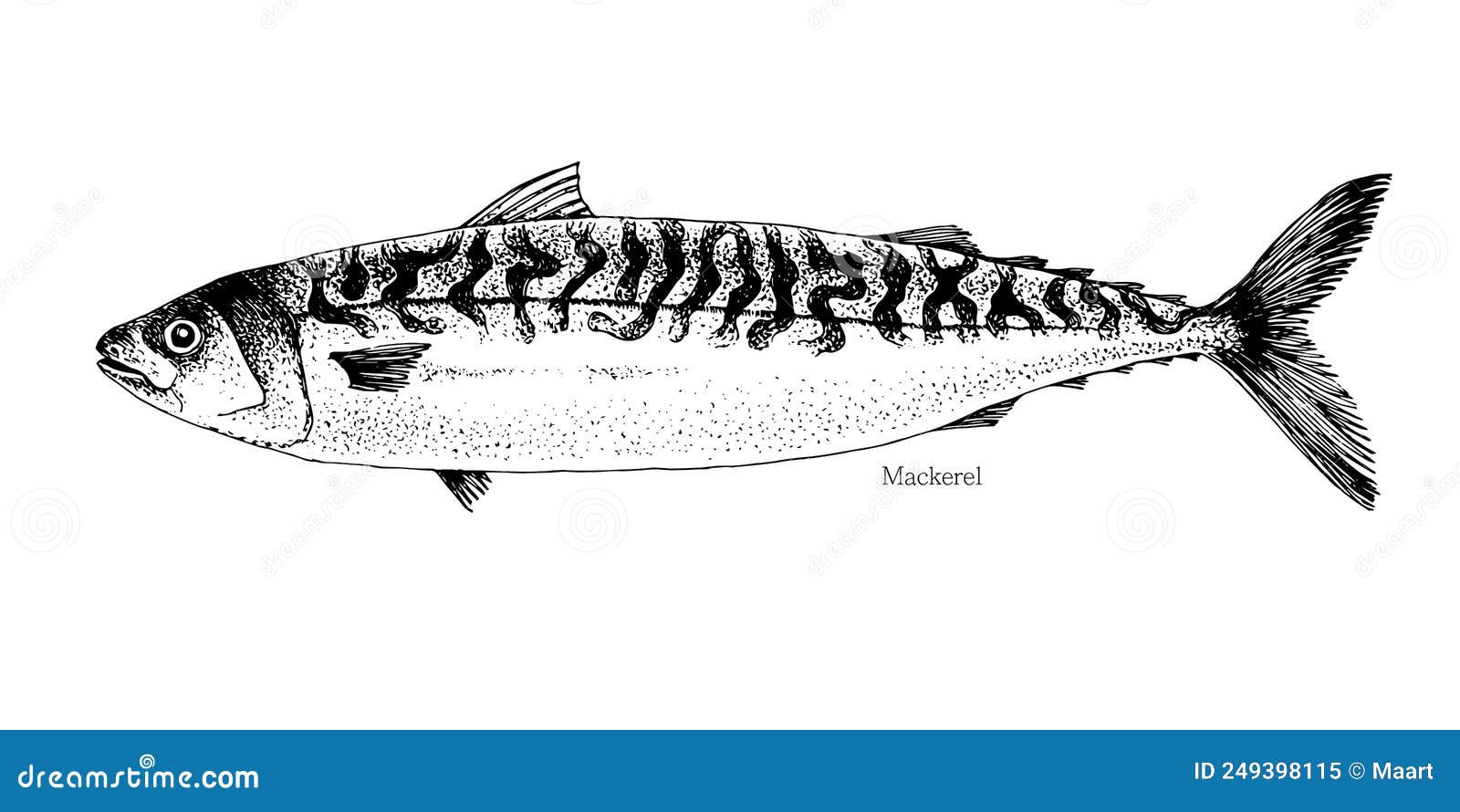 Single Mackerel In Flat Style Isolated On White Vector Illustration ...