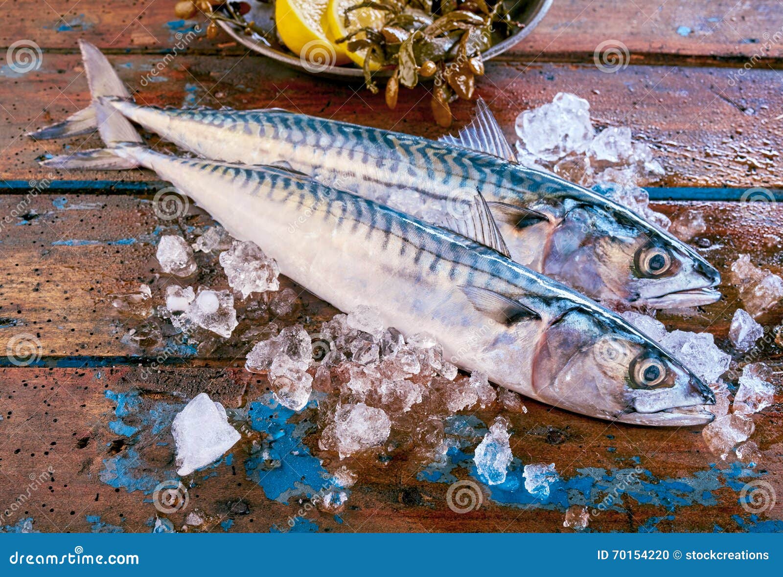 Mackerel Fish on Ice with Copy Space Stock Photo - Image of ...