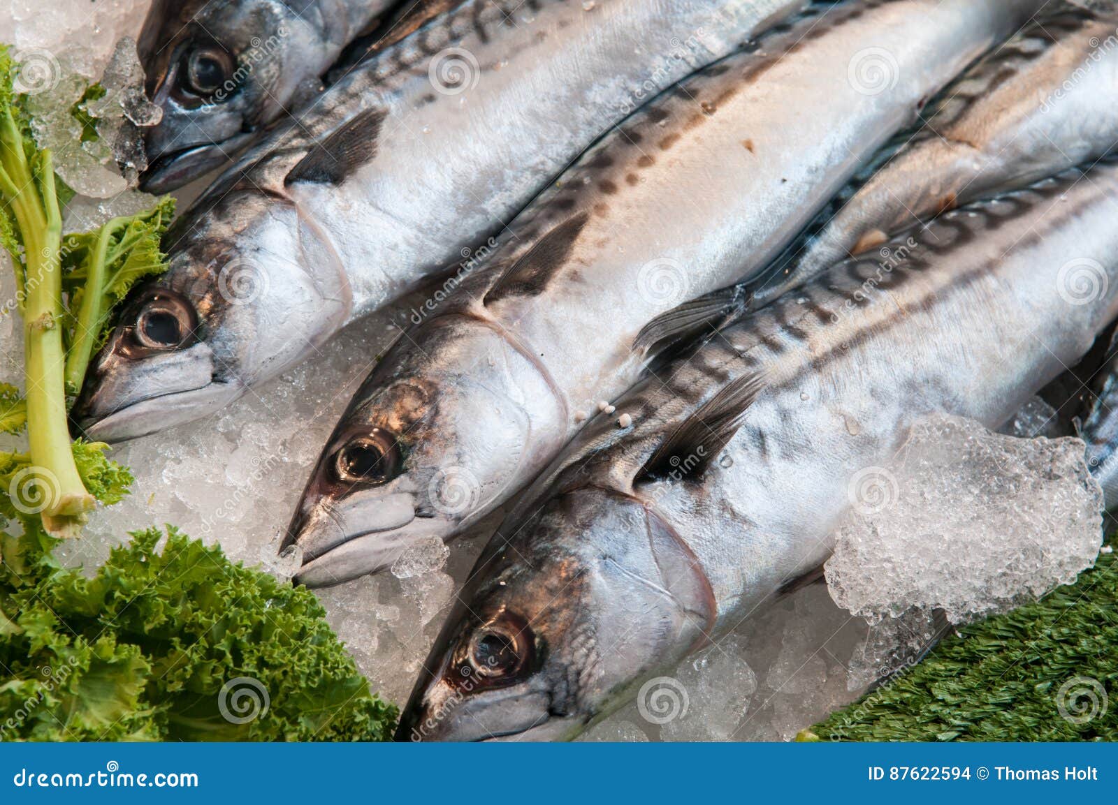 Mackerel Fishes Local Fish Market Stock Photos - Free & Royalty-Free ...