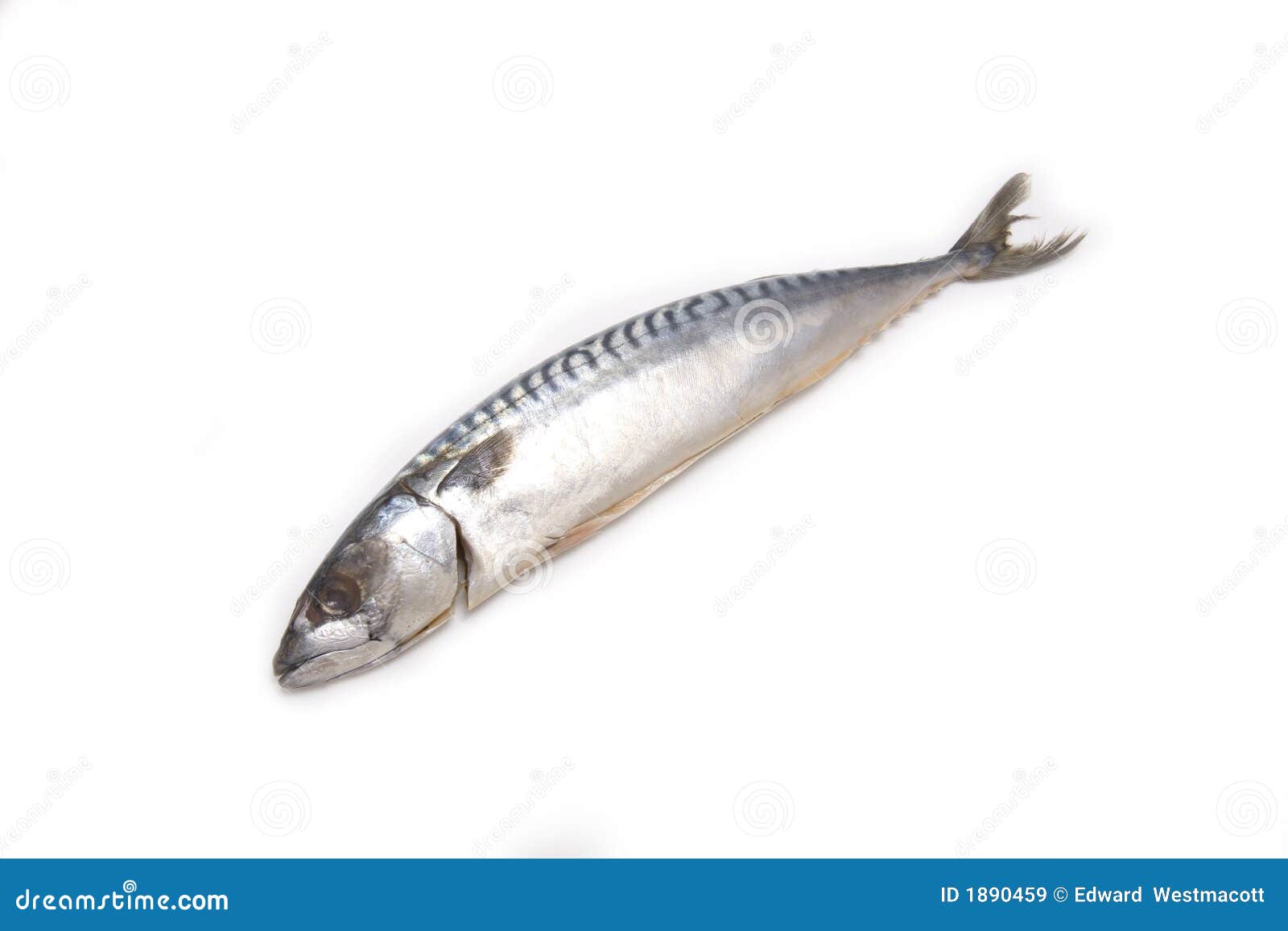 Mackerel fish isolated stock image. Image of cylindrical - 1890459