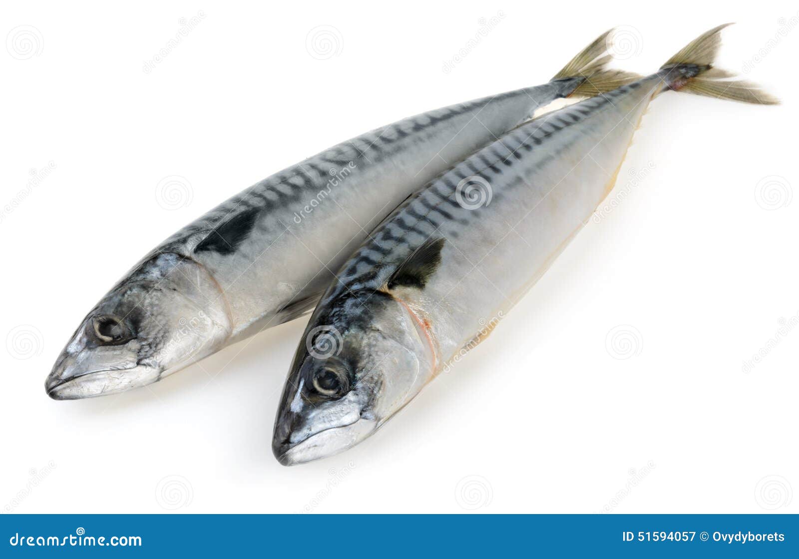 Mackerel fish isolated stock image. Image of blinking - 51594057