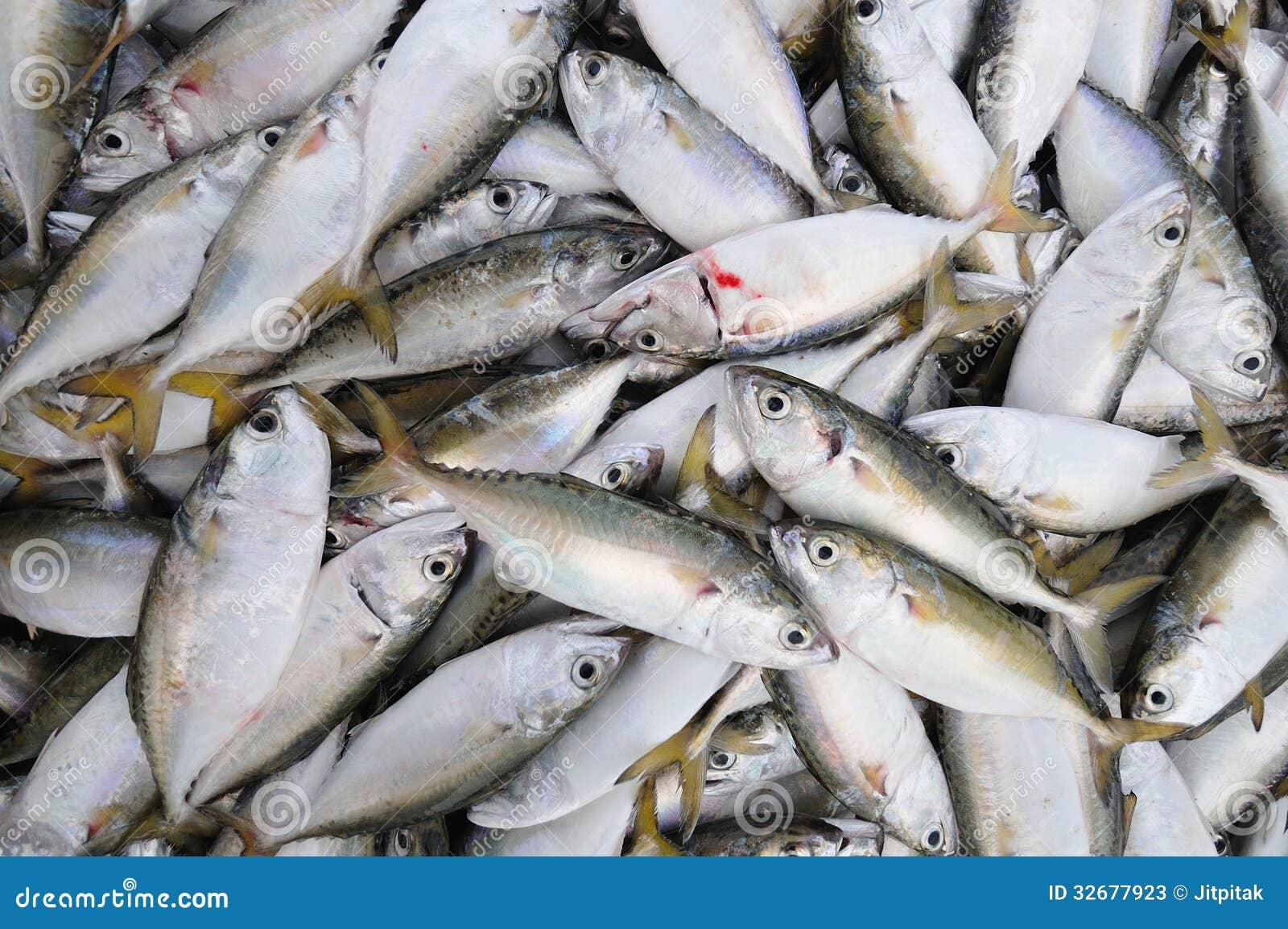 Mackerel stock image. Image of ingredient, healthy, fishing - 32677923