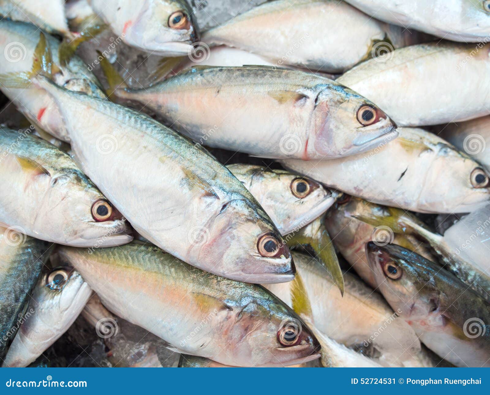 Mackerel fish stock image. Image of mackerel, seafood - 52724531