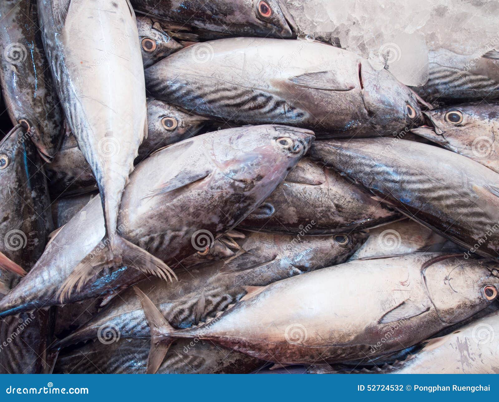 Mackerel fish stock photo. Image of silver, fish, colored - 52724532