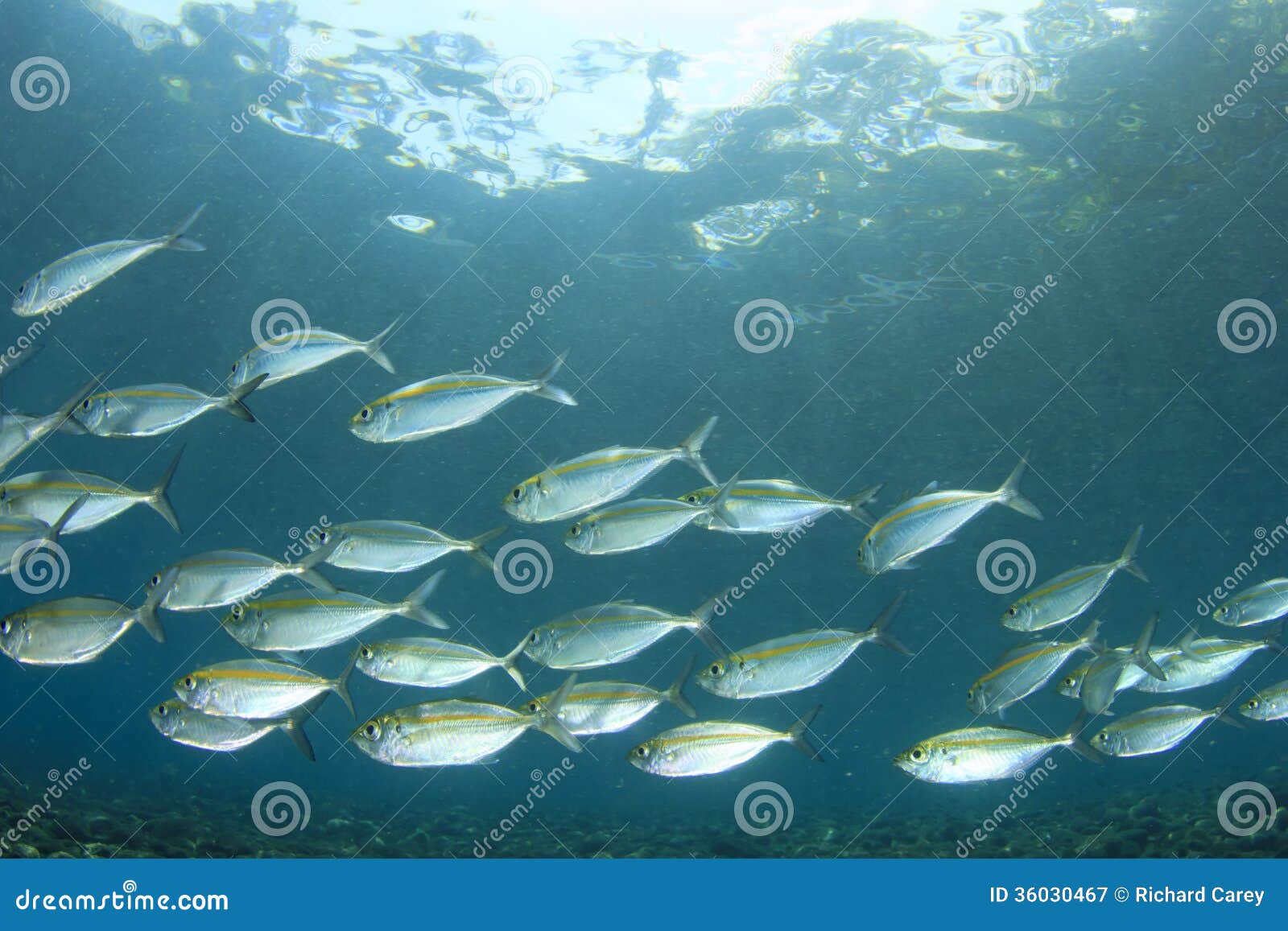 Mackerel Fish stock image. Image of pacific, asia, indonesia - 36030467