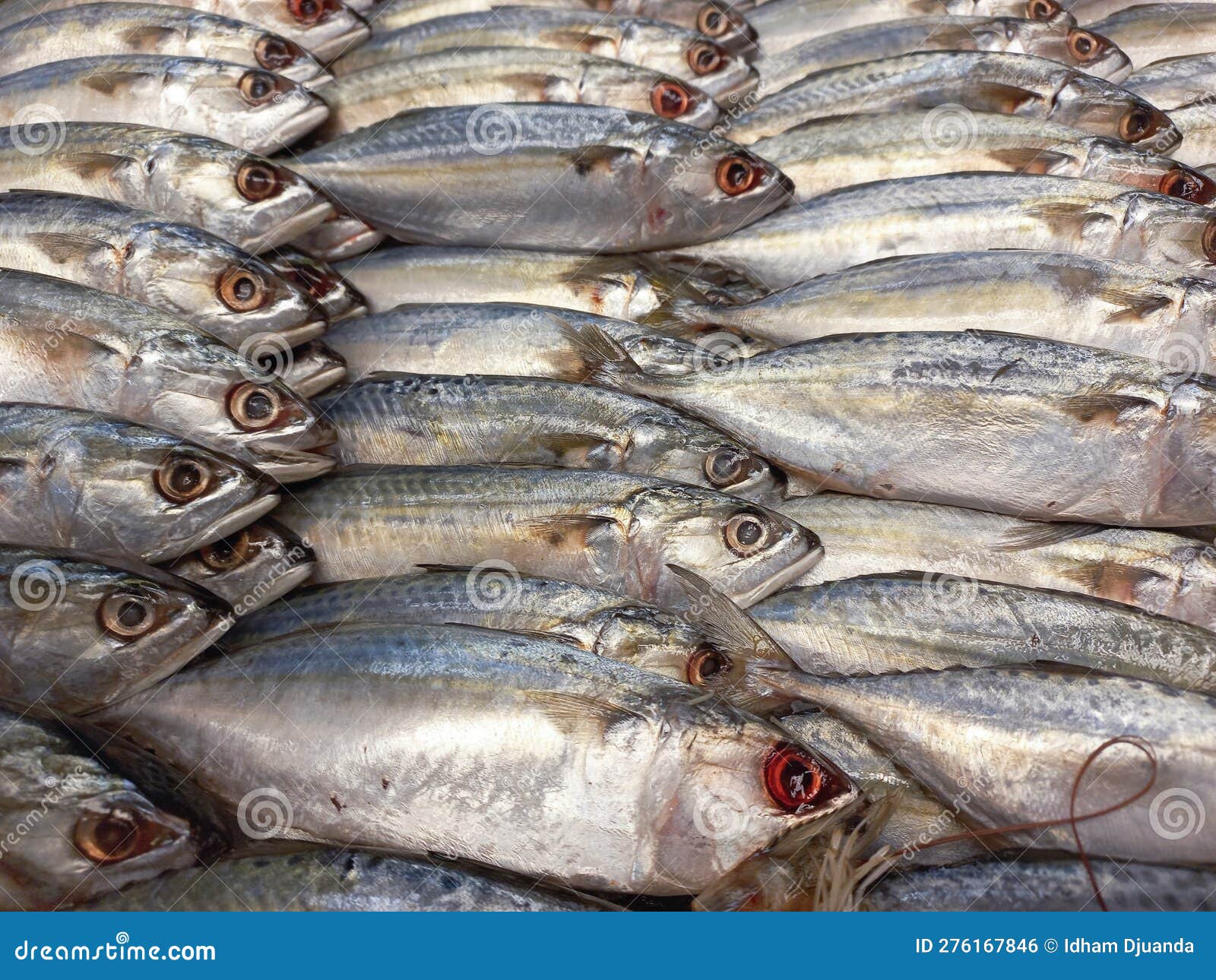 Mackerel Fish is a Type of Fish for Packaged Sardines Which is Sold in ...