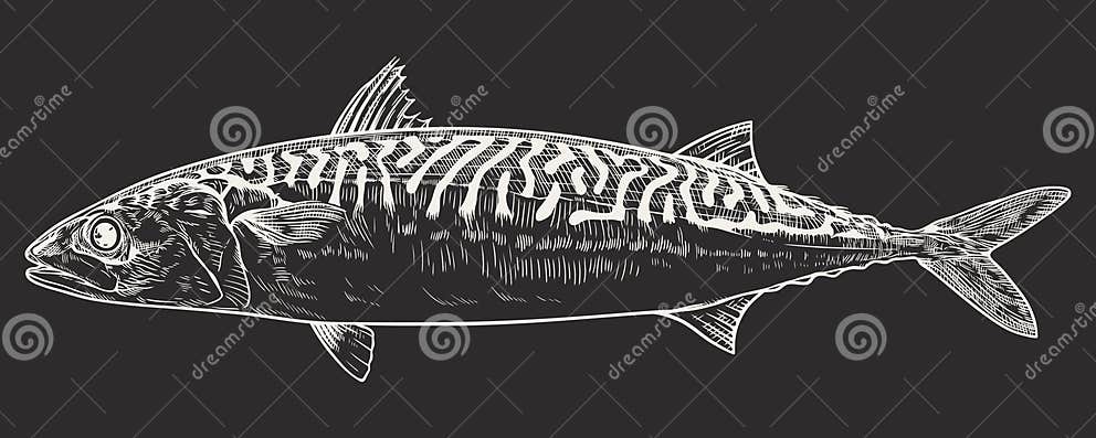 Mackerel Fish. Vector Illustration in Engraving Style Stock ...