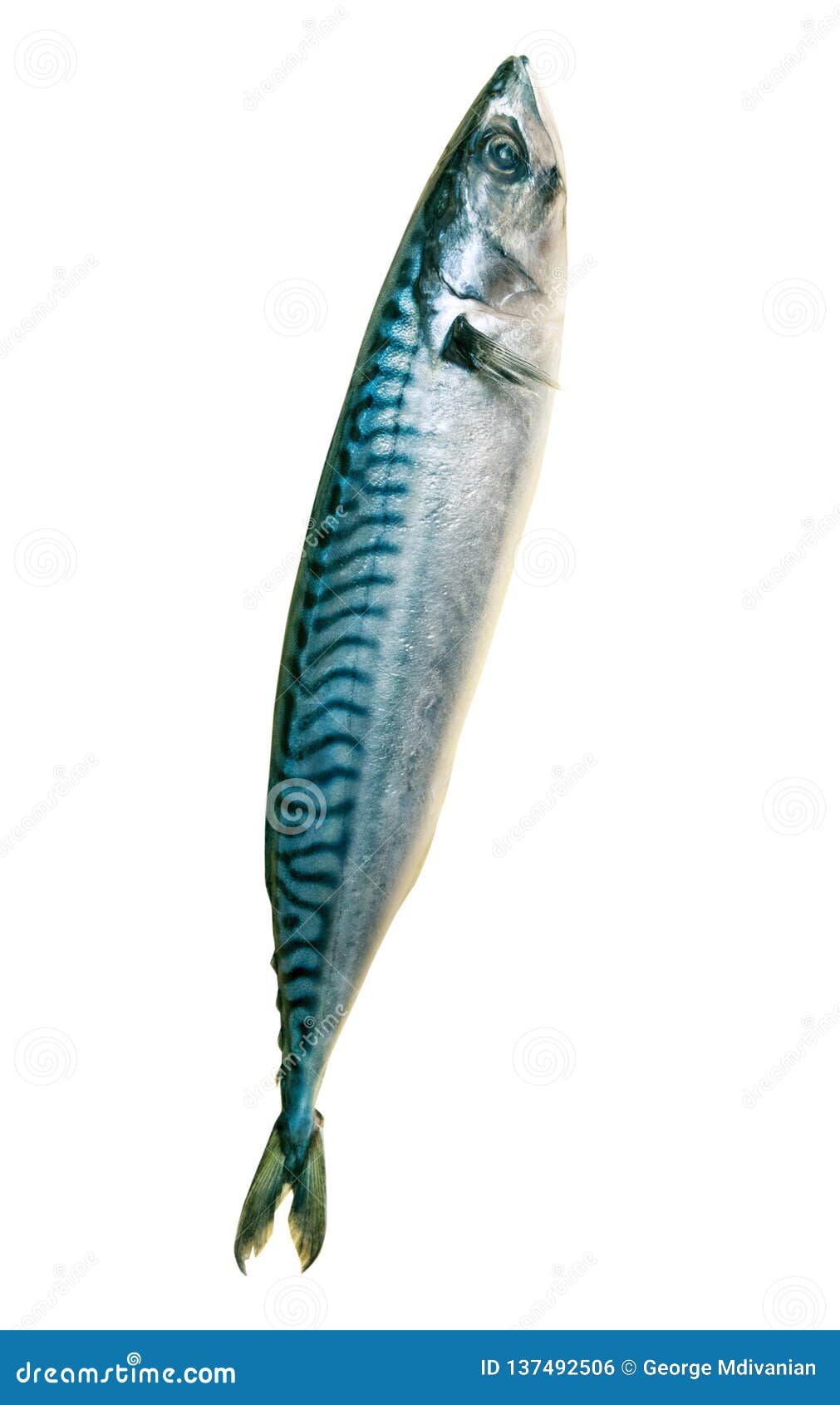 Mackerel fish on white stock photo. Image of meal, protein - 137492506