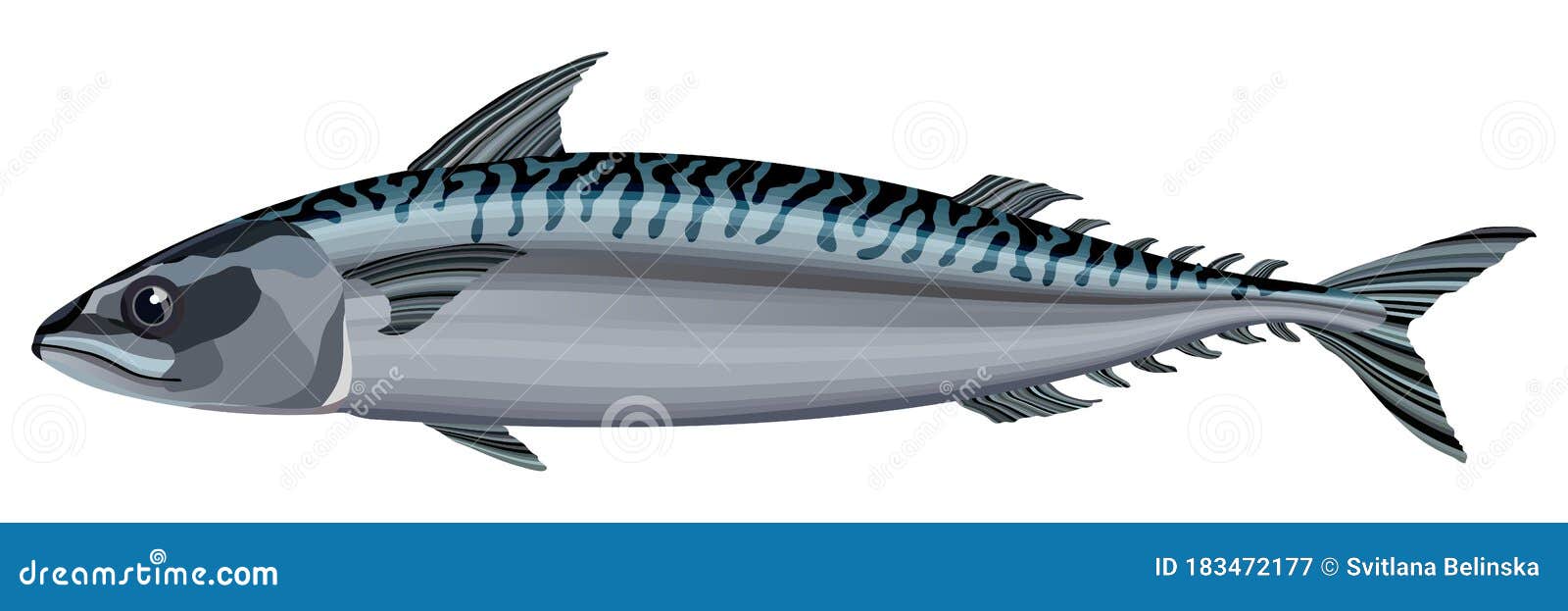 Mackerel Clip Art at Jodi Detweiler blog