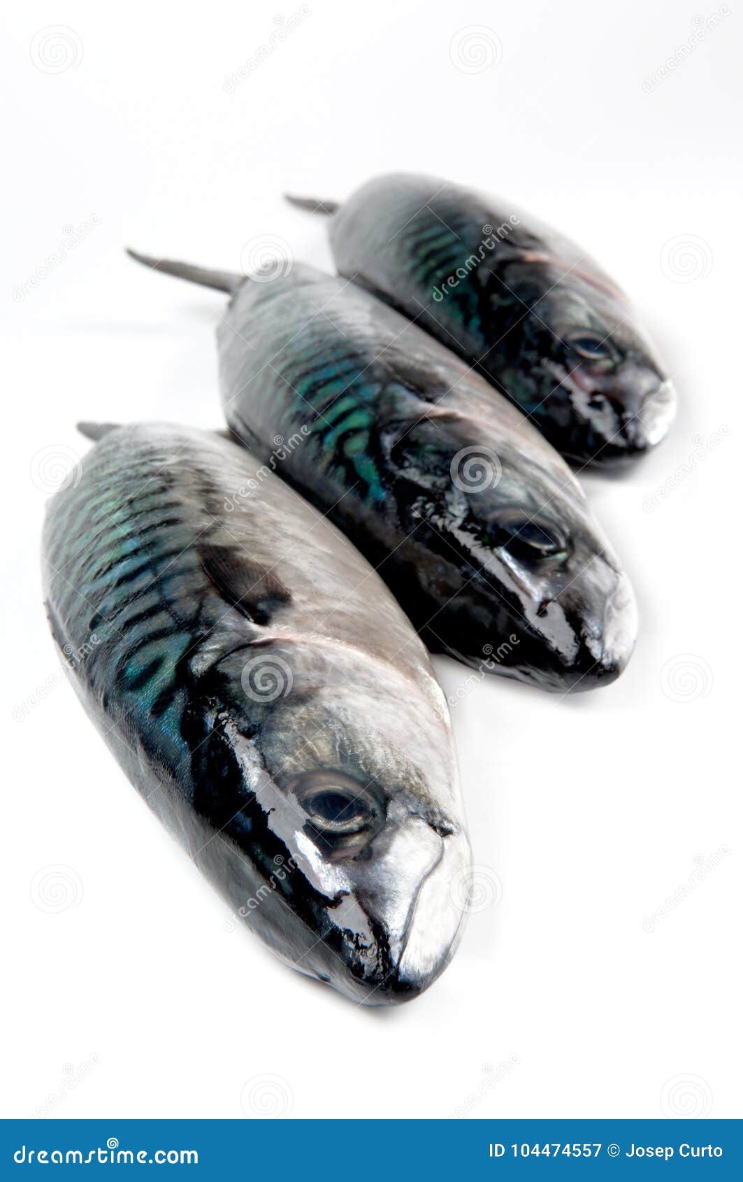Mackerel fish on white stock image. Image of culinary - 104474557