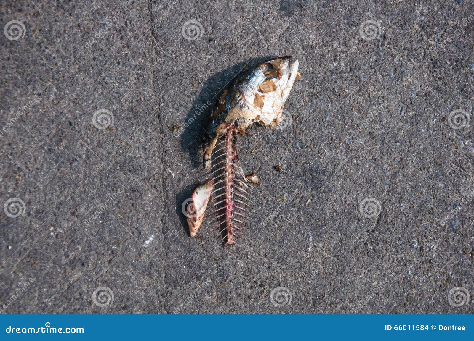 Mackerel Fishbone on Ground Stock Photo - Image of rotten, diet: 66011584