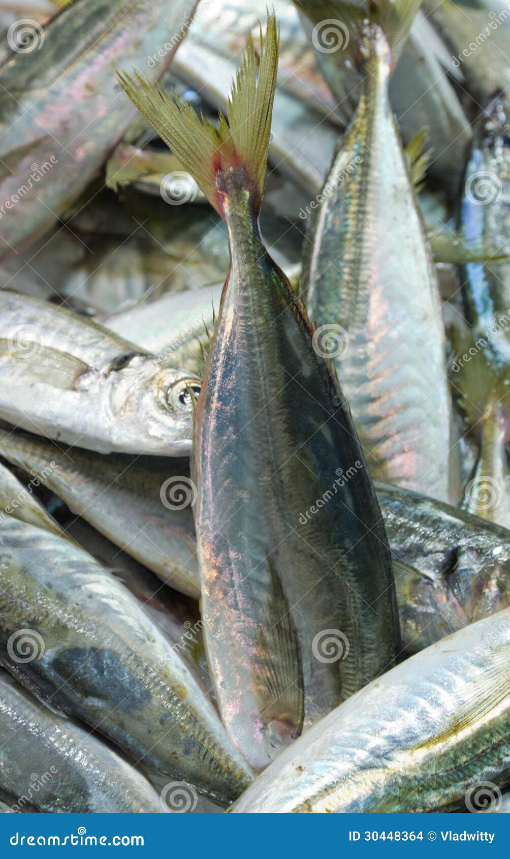 Mackerel fishes stock photo. Image of life, macro, blue - 30448364