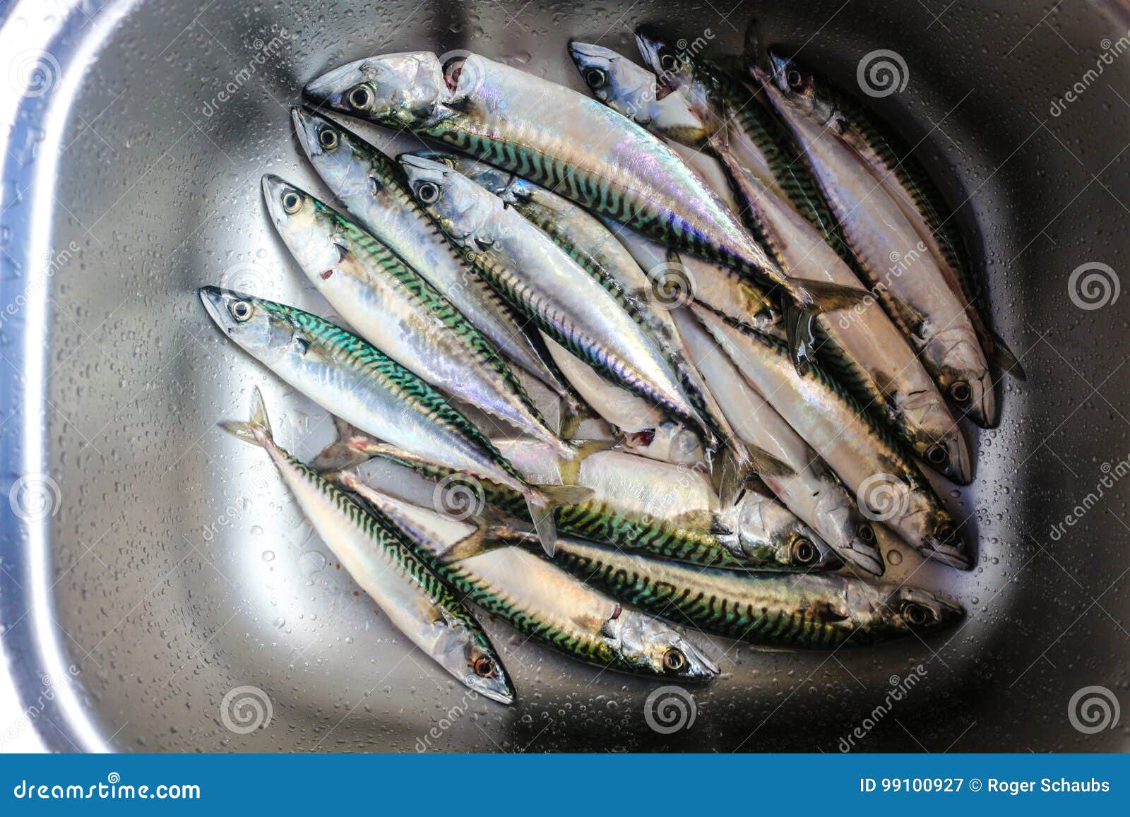 Mackerel stock image. Image of mediterranean, mackerel - 99100927