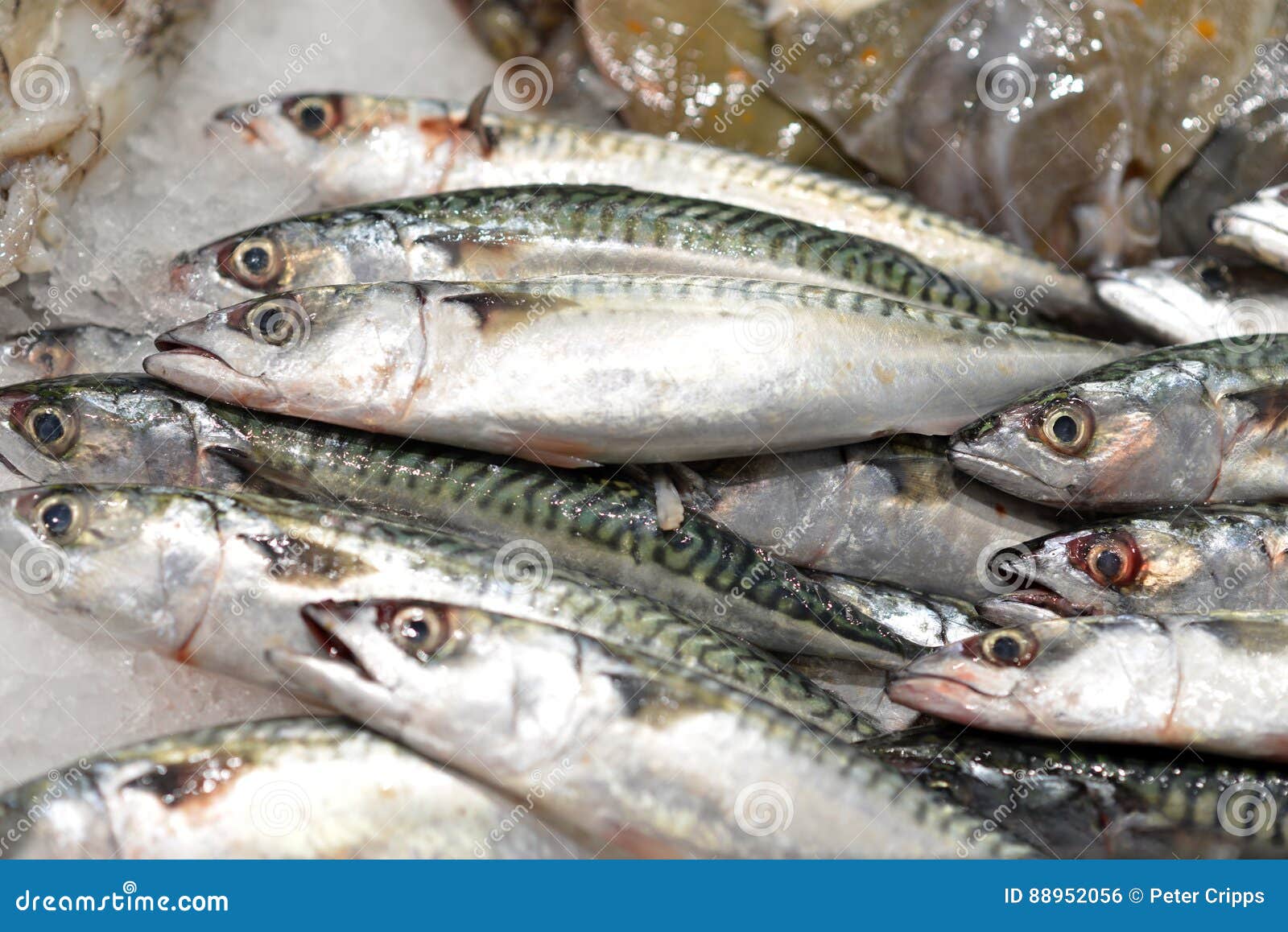 Mackerel stock photo. Image of fishmonger, shishamo, capelin - 88952056