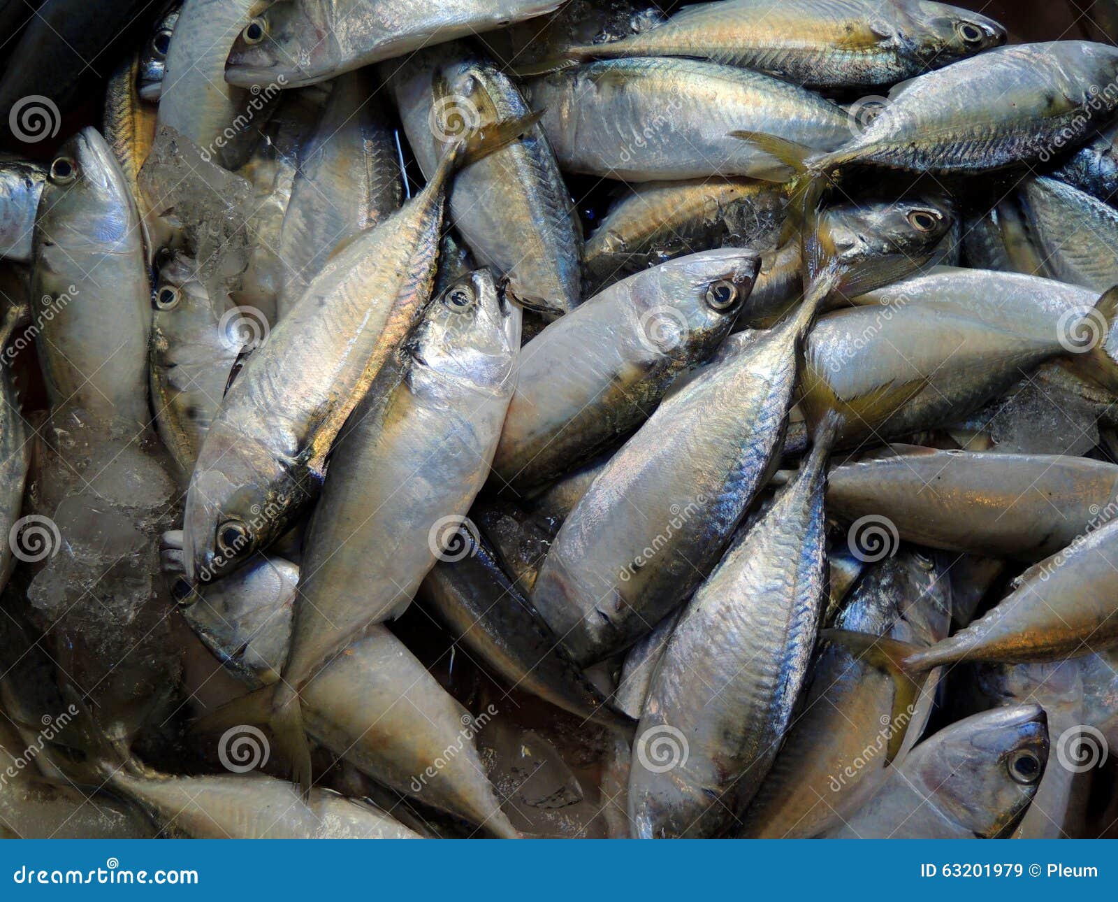 Mackerel stock image. Image of seafood, silver, ingredient - 63201979