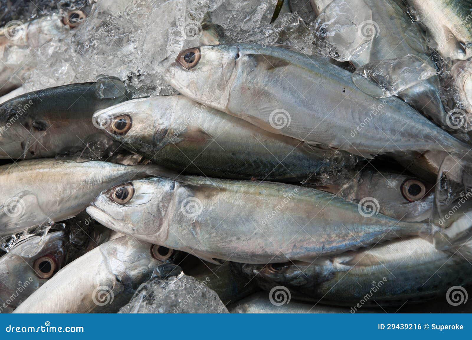 Mackerel on ice stock photo. Image of fishing, omega - 29439216