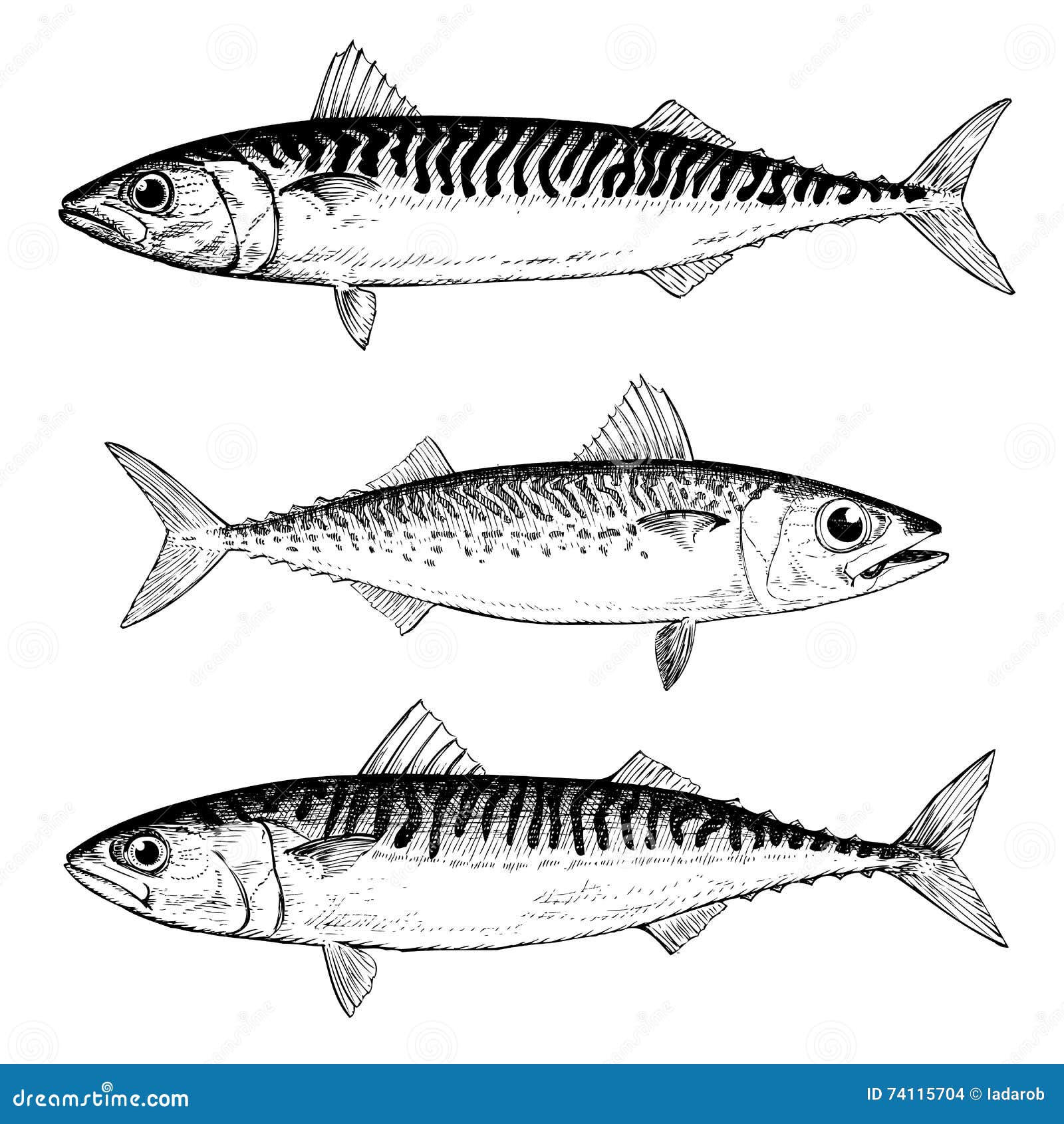 Mackerel Illustrations stock vector. Illustration of etching - 74115704