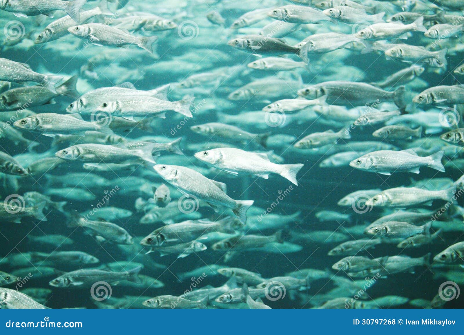 Mackerel stock photo. Image of greenling, mackerel, striped - 30797268