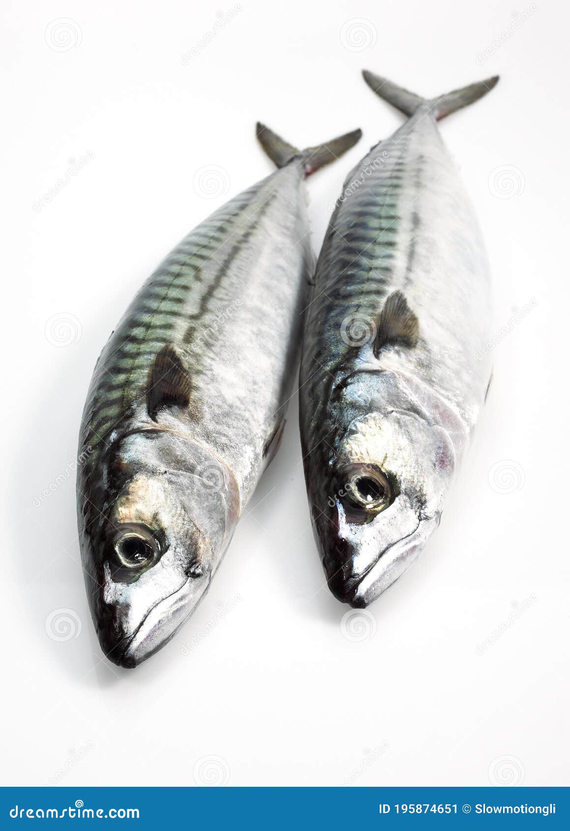 Mackerel, Scomber Scombrus, Fresh Fish Against White Background Stock ...