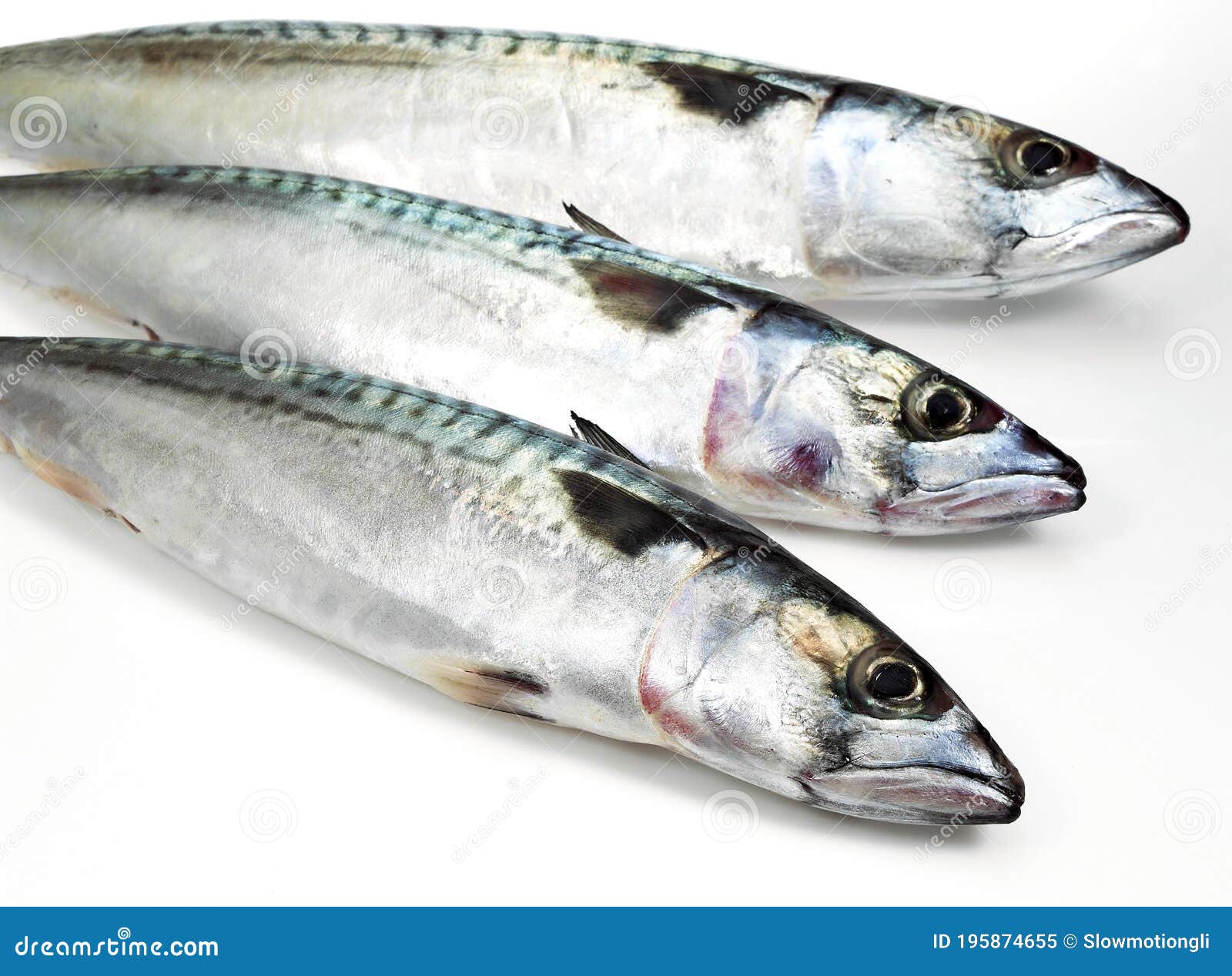 Mackerel, Scomber Scombrus, Fresh Fish Against White Background Stock ...