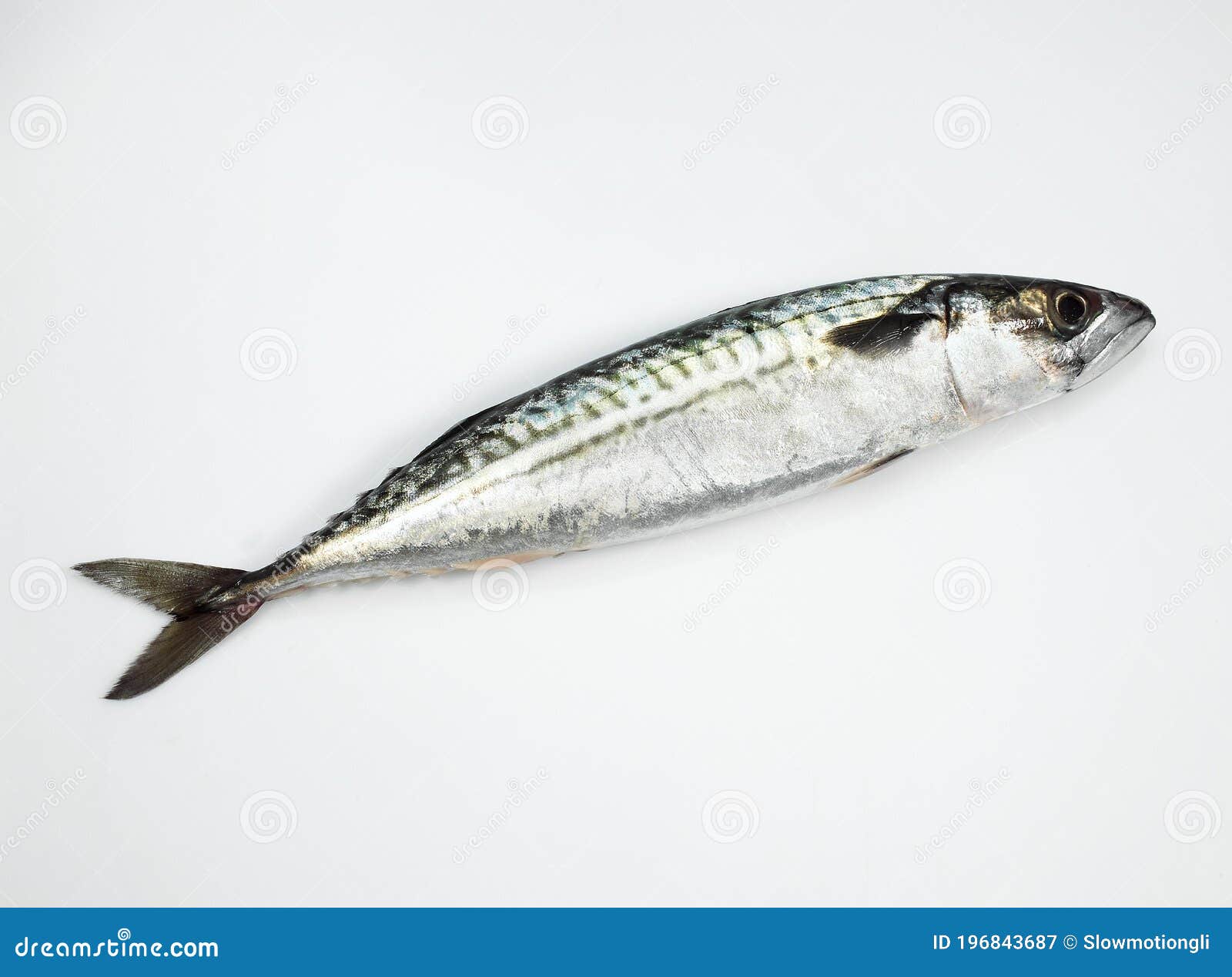 Mackerel, Scomber Scombrus, Fresh Fish Against White Background Stock ...