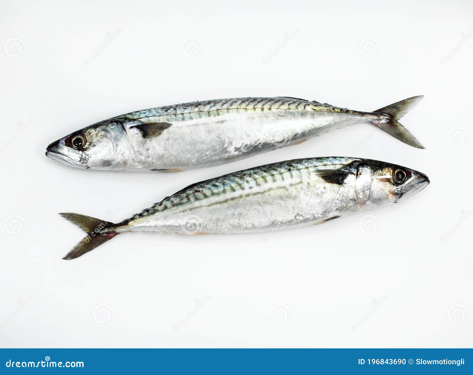 Mackerel, Scomber Scombrus, Fresh Fishes Against White Background Stock ...