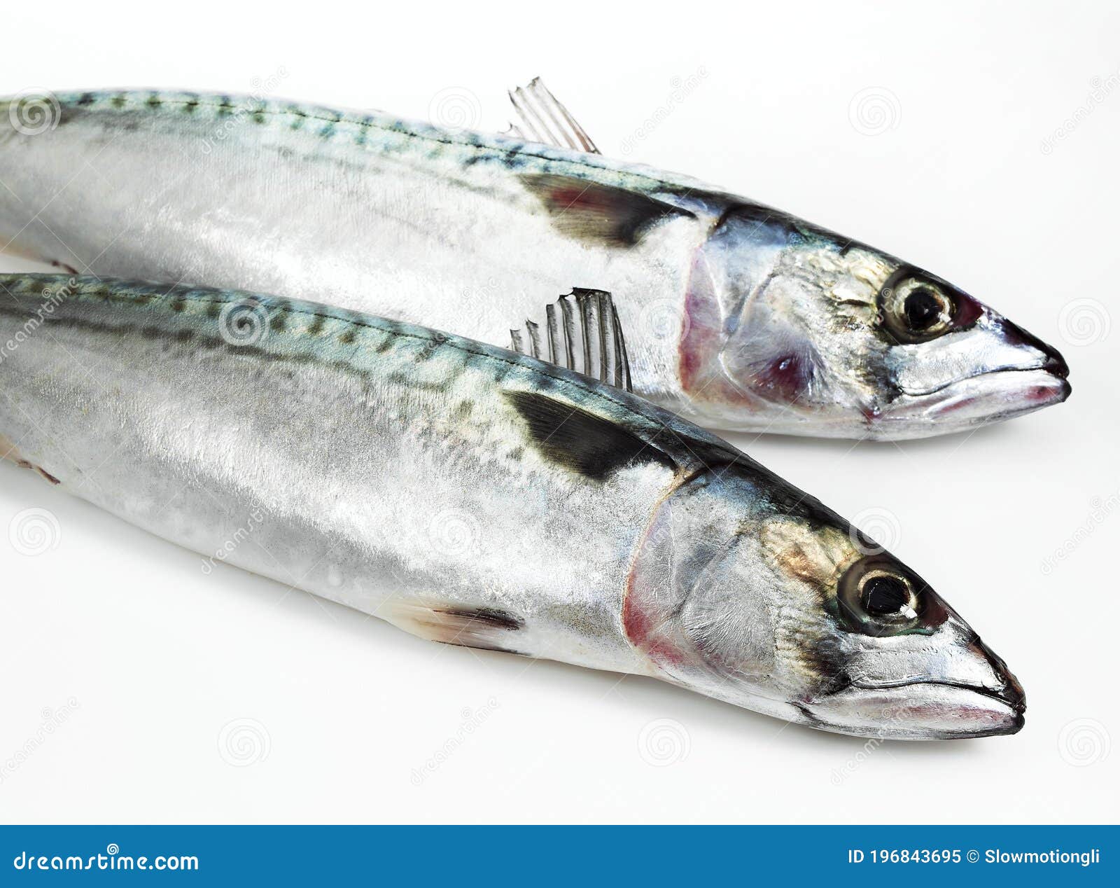 Mackerel, Scomber Scombrus, Fresh Fishes Against White Background Stock ...