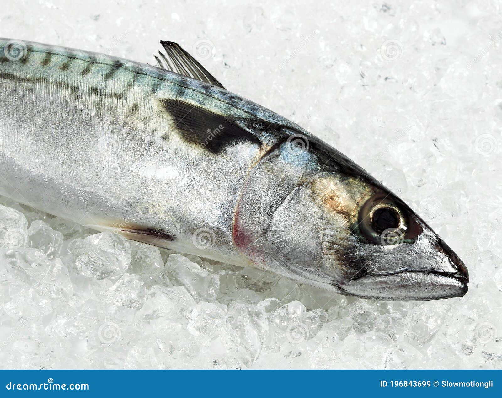 Mackerel, Scomber Scombrus, Fresh Fishes on Ice Stock Image - Image of ...