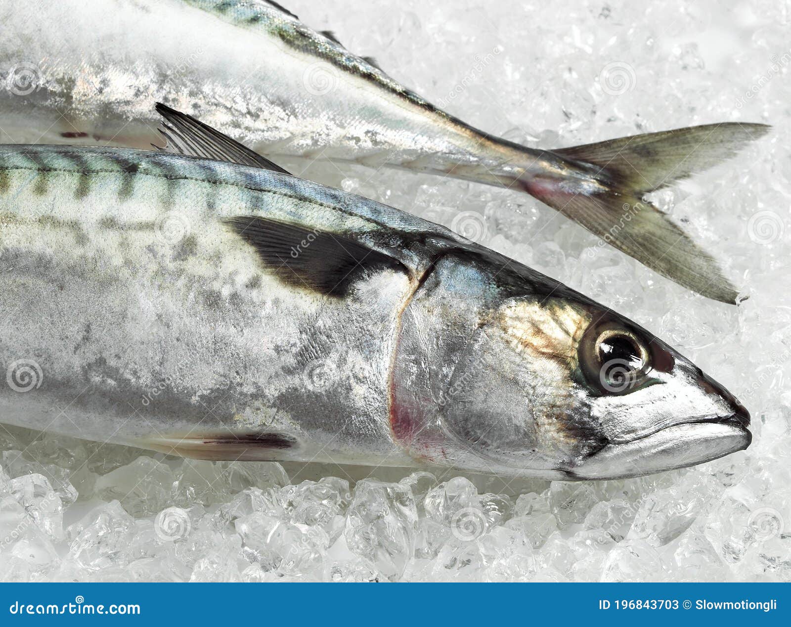 Mackerel, Scomber Scombrus, Fresh Fishes on Ice Stock Image - Image of ...