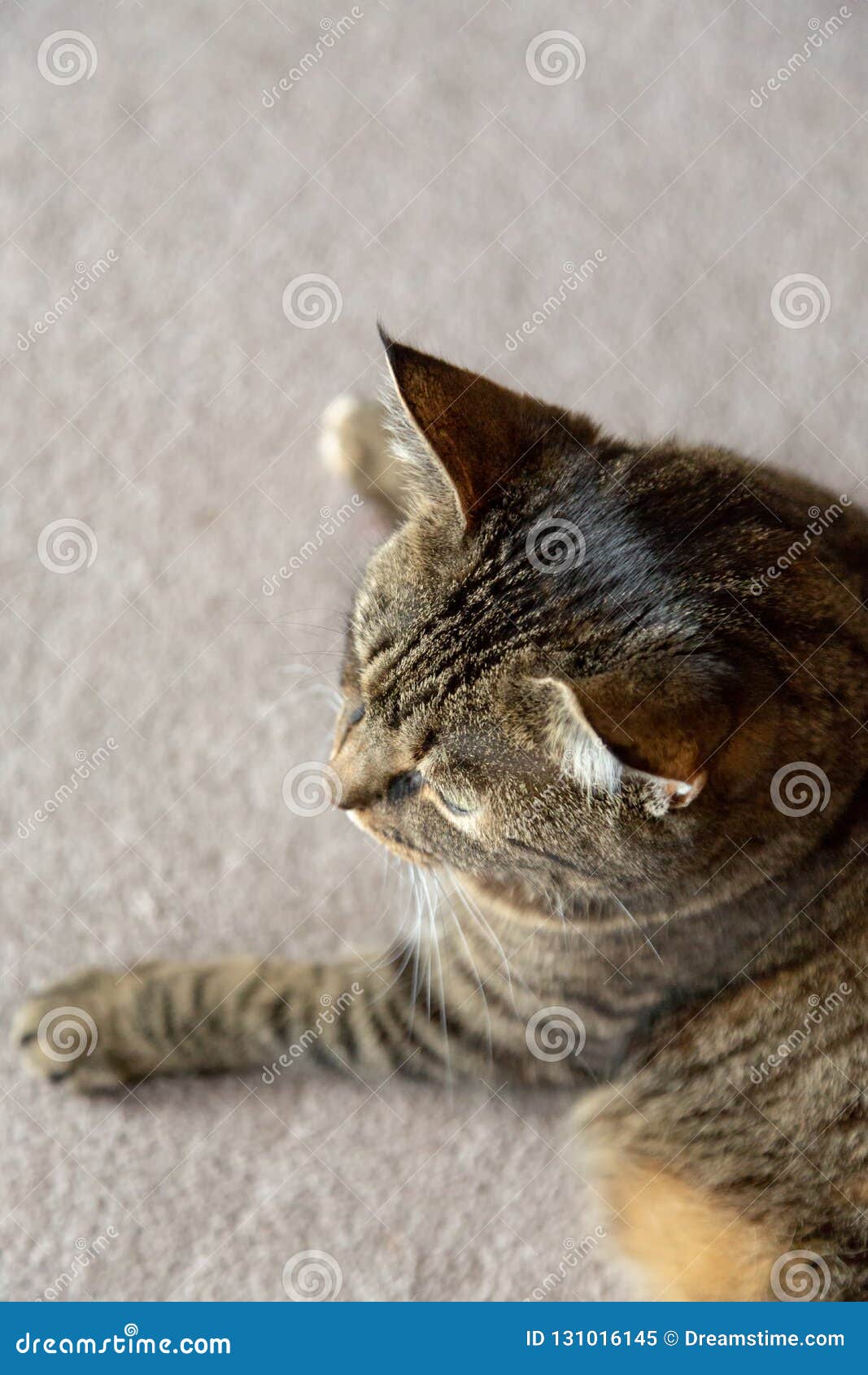Mackerel Tabby Cat Overhead Shot Stock Image - Image of tabby, shot ...