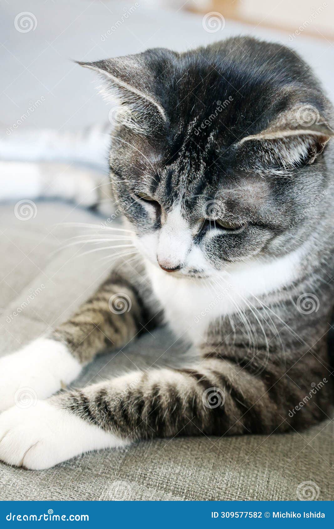 Mackerel Tiger Cat (tabby Cat) Relaxing on the Floor Stock Photo ...