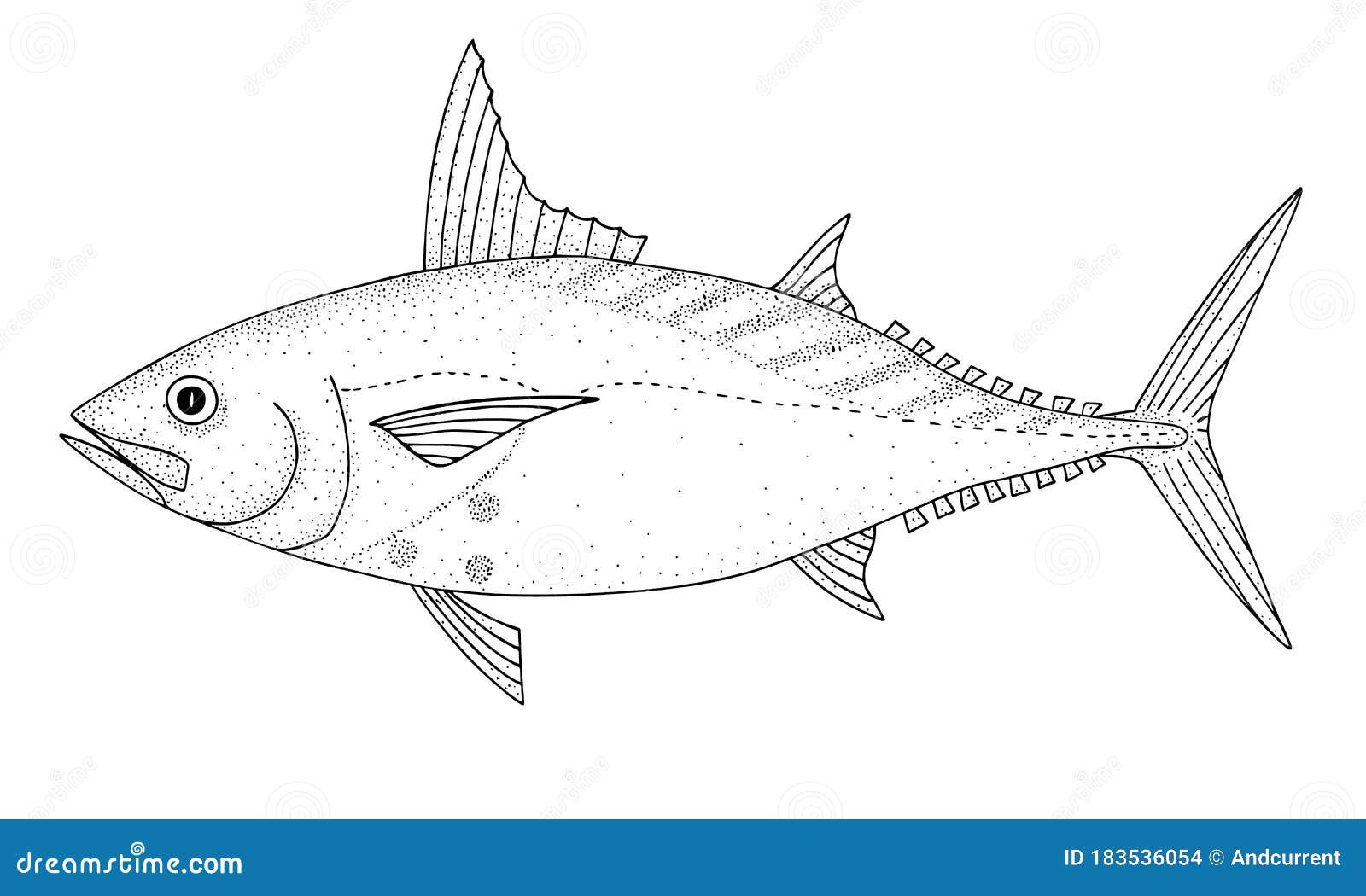 Mackerel Tuna. Black Hand Drawn Realistic Outline Vector Image ...