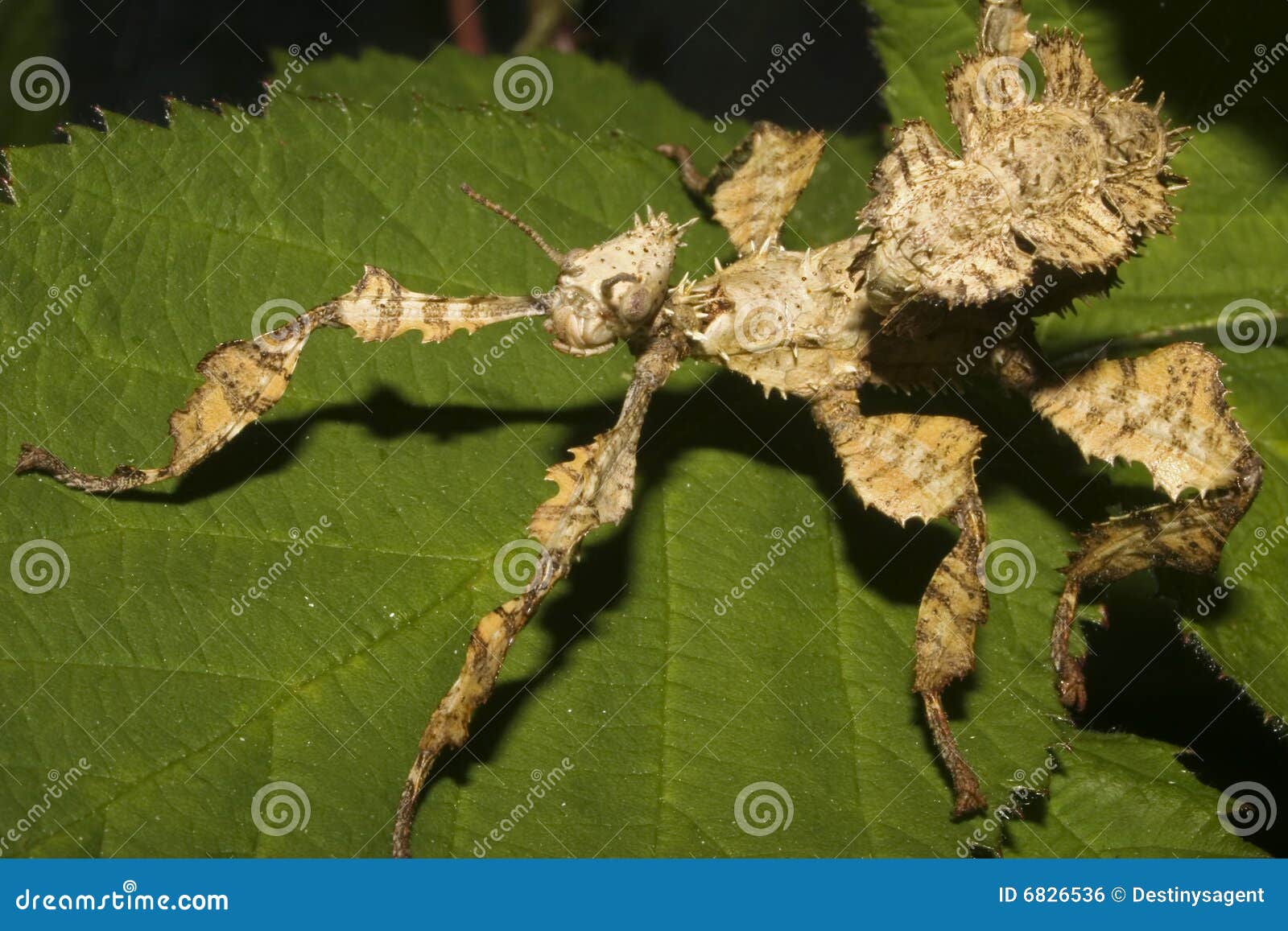 Mackleys Spectre Stick Insect Nymph Stock Photo - Image of macleay ...