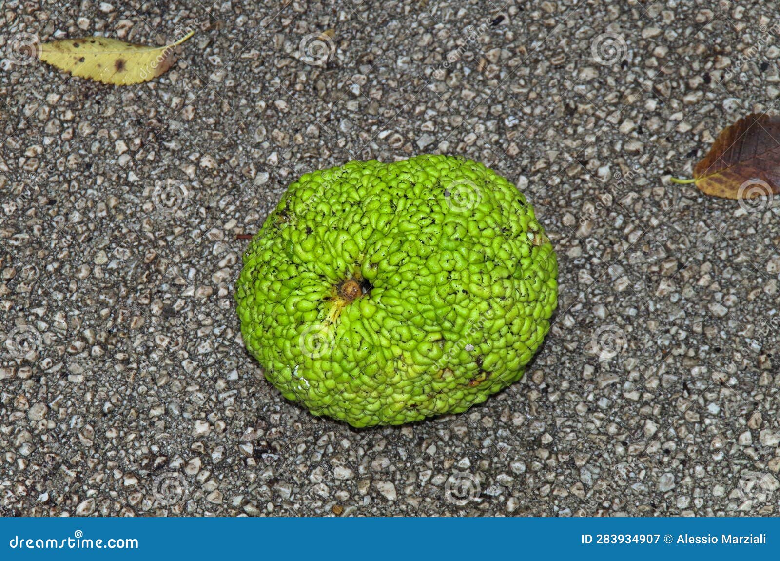 Maclura Pomifera Fruit on the Ground Stock Image - Image of fruit, fall ...