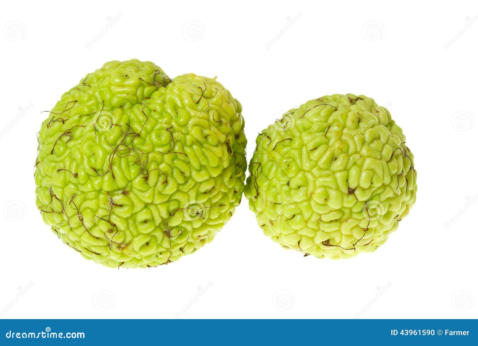 Maclura Pomifera Tree Fruits Royalty-Free Stock Image | CartoonDealer ...