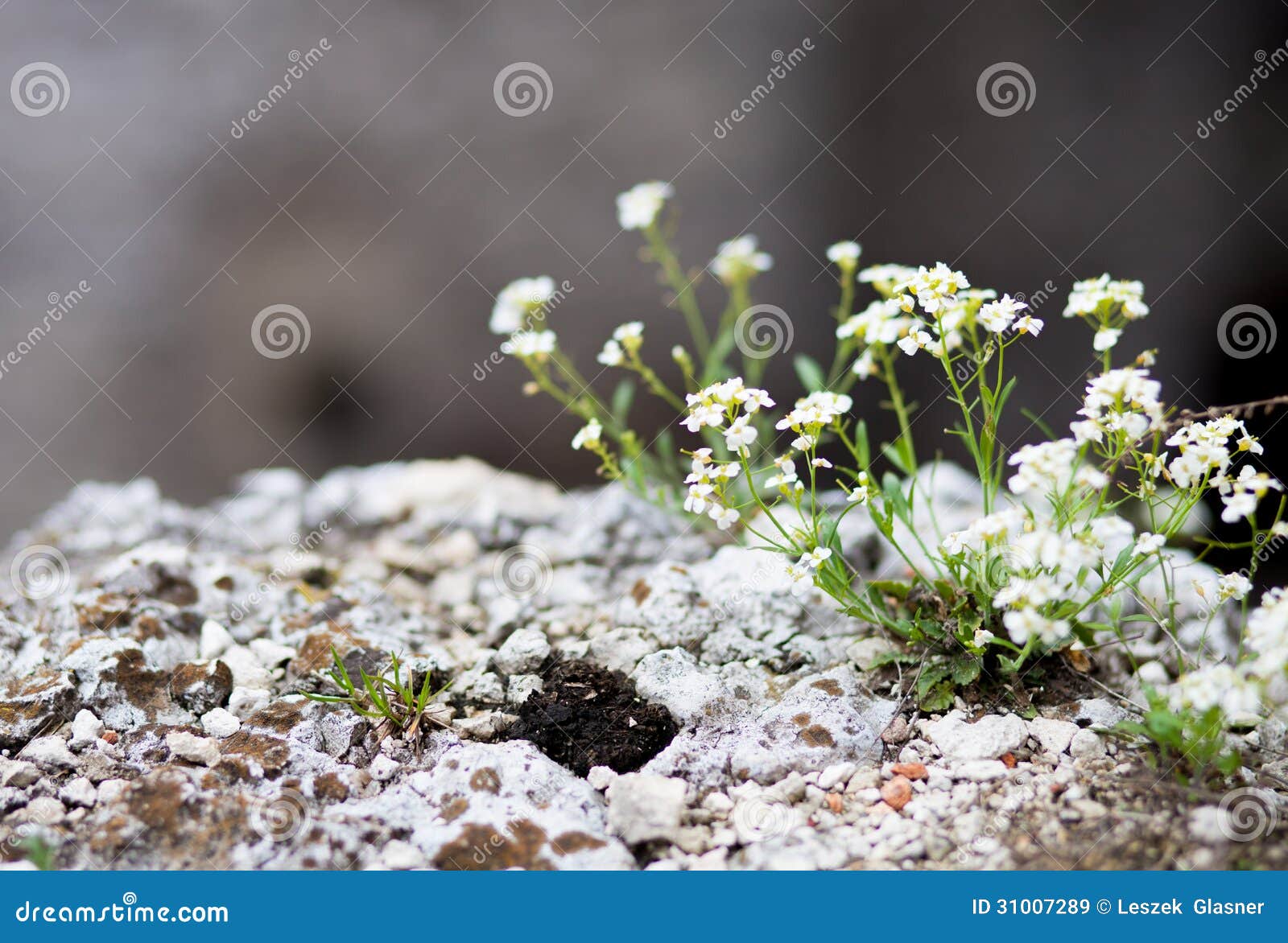 Maco Blooming Flowers on Rock Stock Image - Image of meager, plants ...