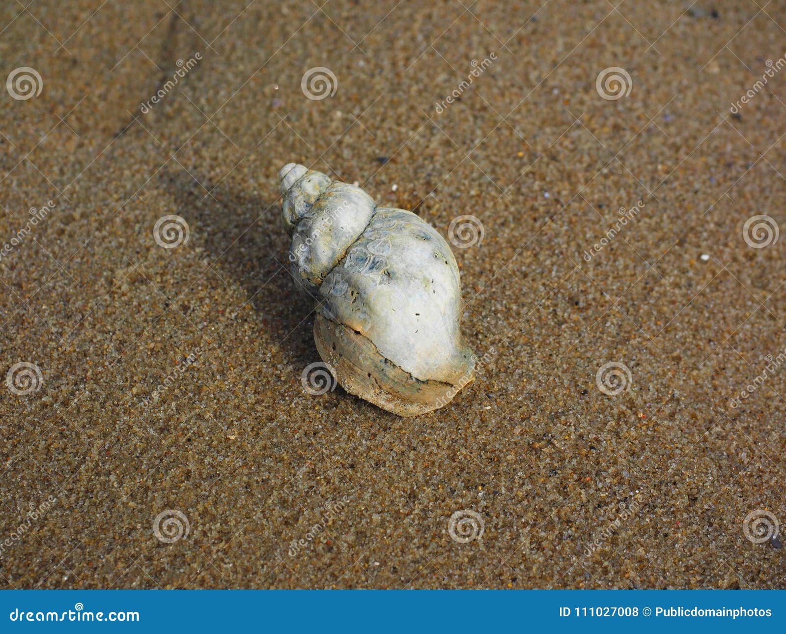 Macoma, Baltic Clam, Conchology, Tellinidae Picture. Image: 111027008